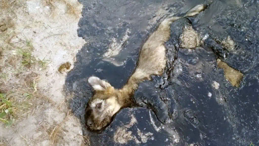 Trapped in Tar: A Puppy’s Rescue That United a Community