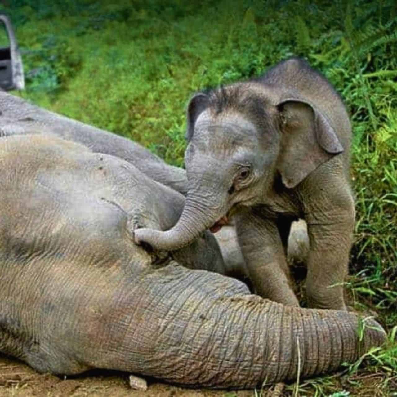 A Heartwarming Journey: The Dwarf Elephant's Tale of Love and Resilience