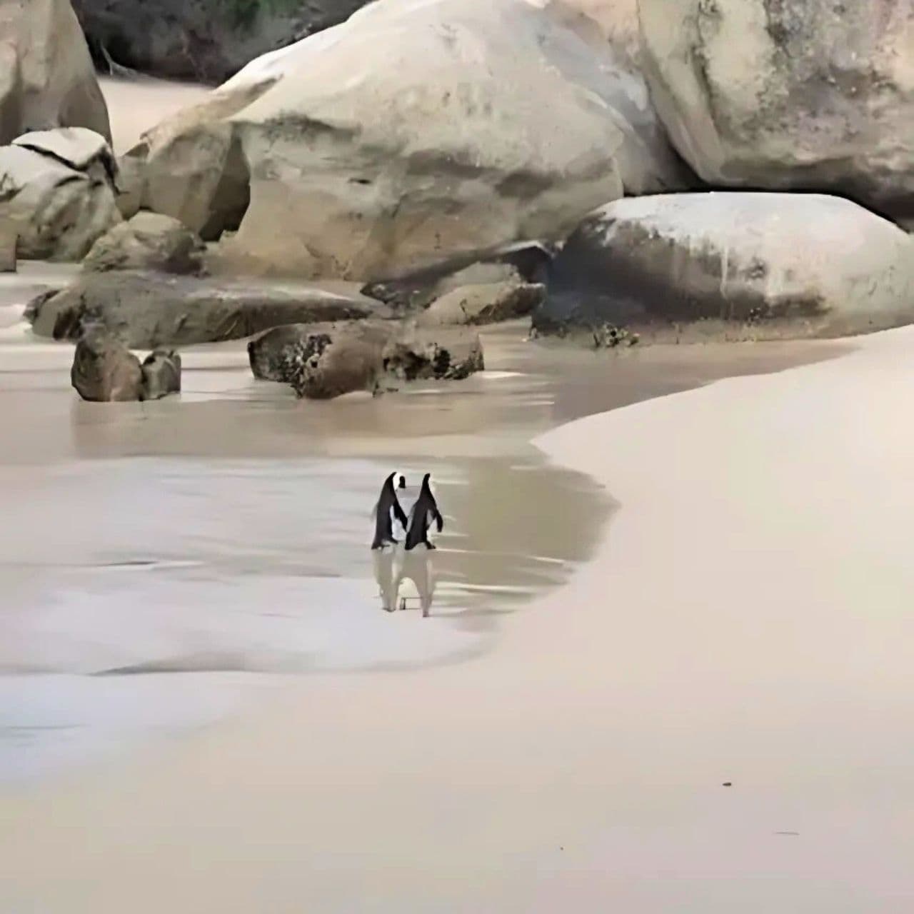 Adorable Penguins Stroll Hand-in-Flipper on South African Beach