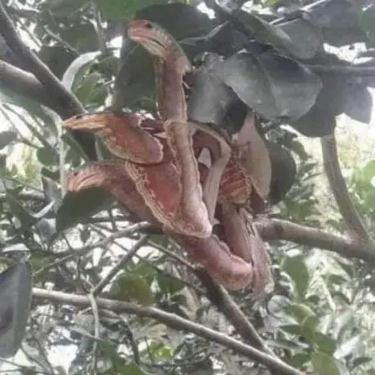 The Fascinating Illusion of "Angry Snakes": Nature's Masterpiece