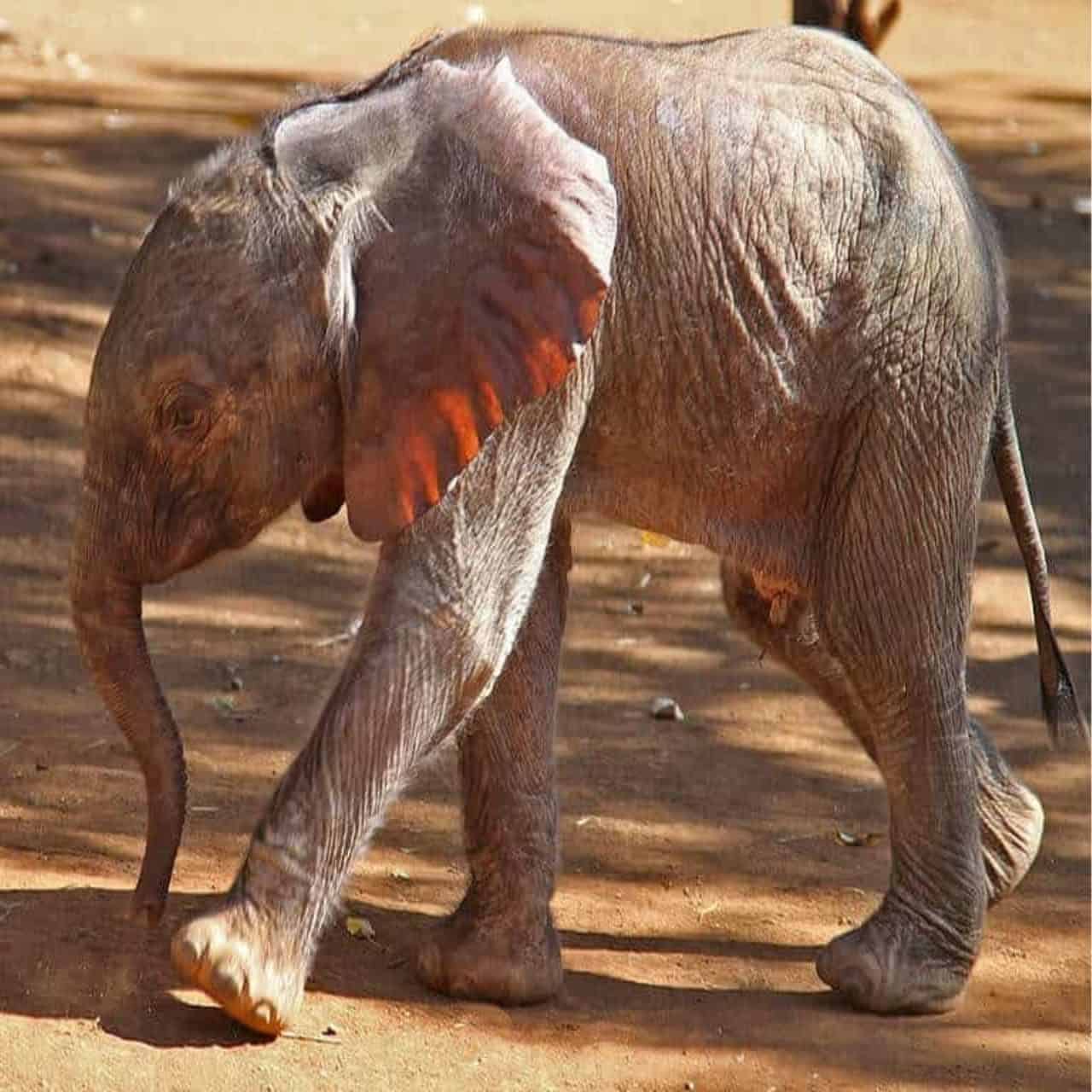 The Remarkable Journey of Kamok: Africa's Playful Pachyderm