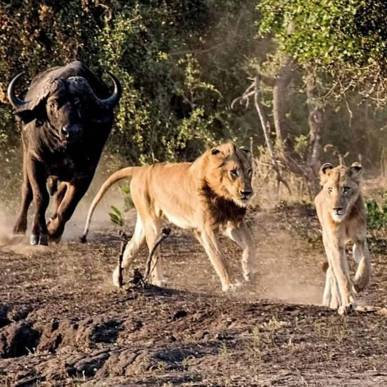 Cape Buffalo Turn the Tables on Lions in Kruger National Park