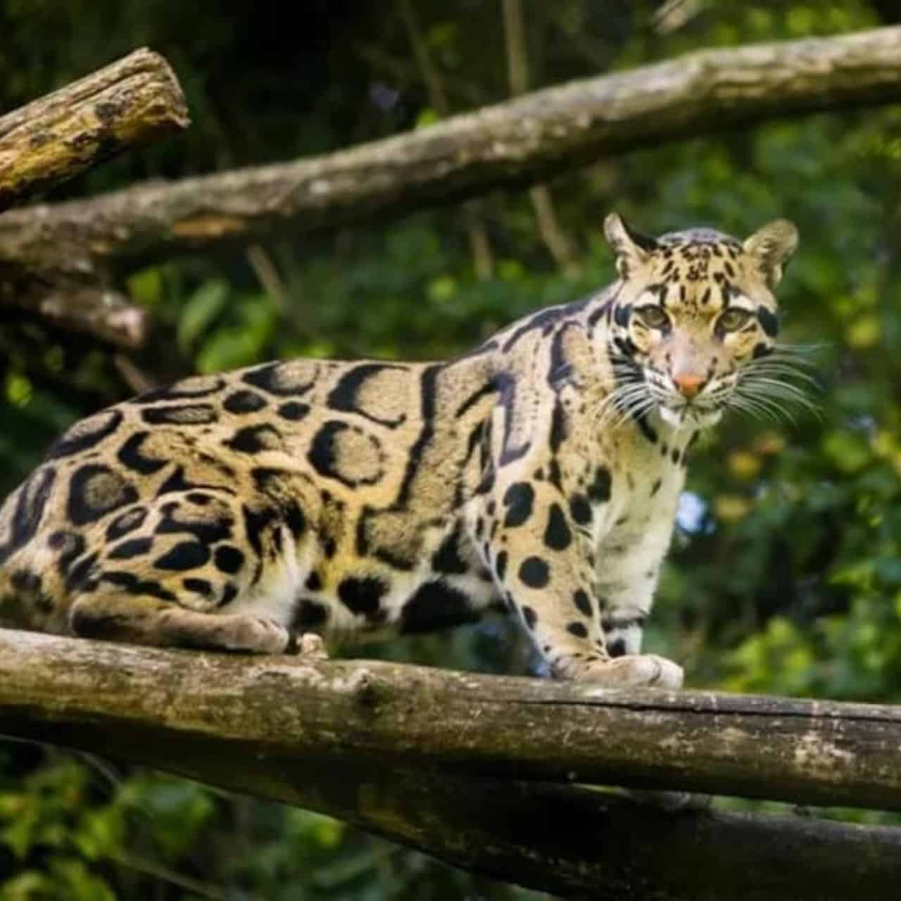 Rediscovery of the Formosan Clouded Leopard Sparks Conservation Hope