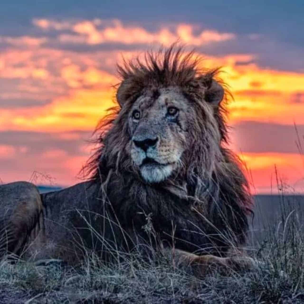 Meet Morani: The Oldest Lion of Maasai Mara
