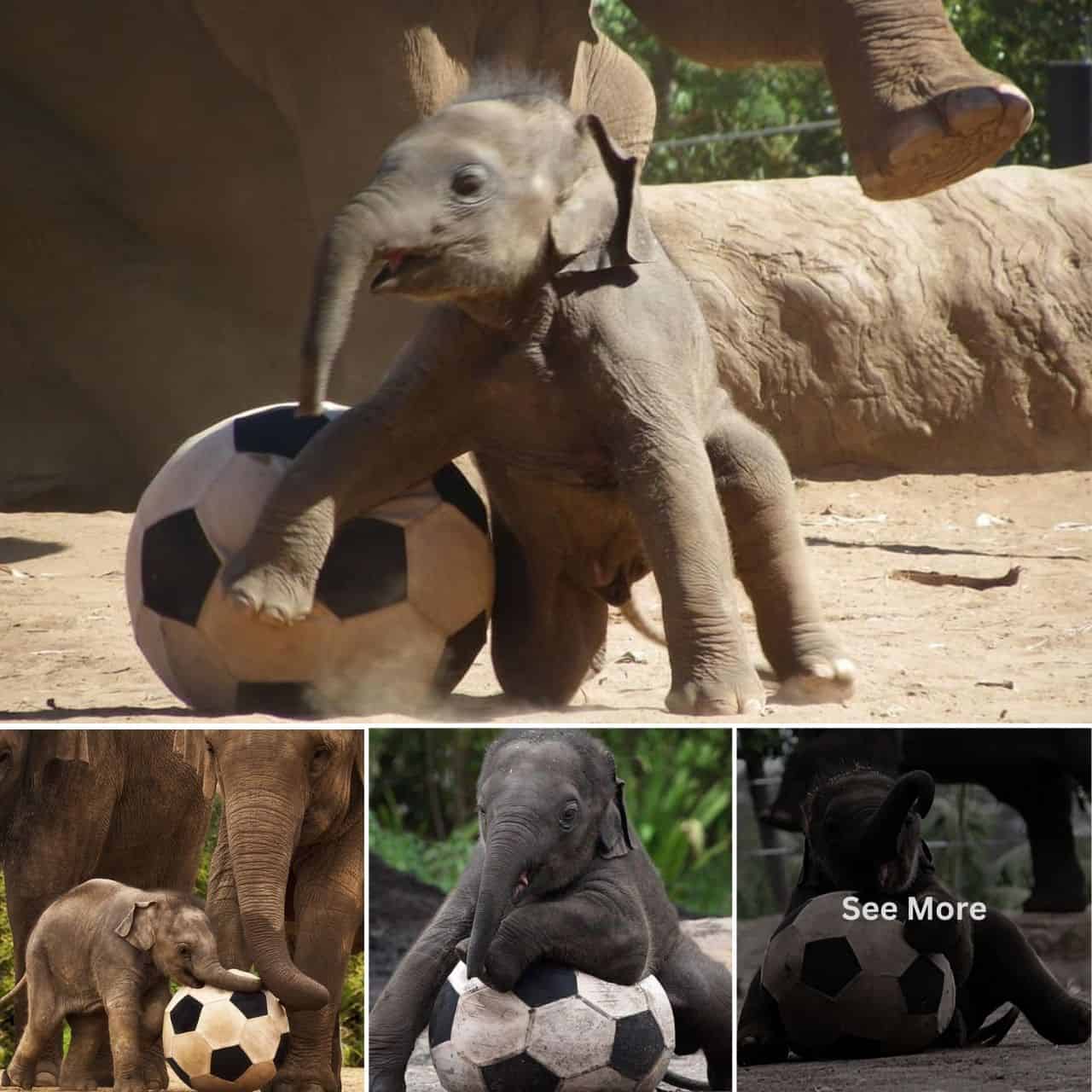 The Joy of Play: Meet 'Pele-Phant,' the Young Soccer Sensation