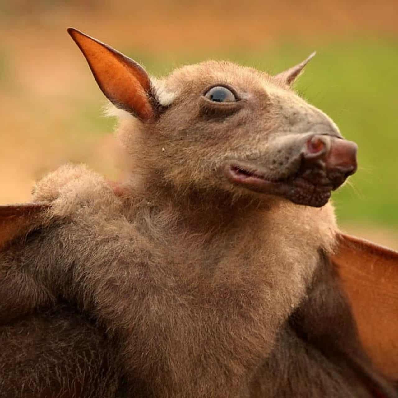 Discover the Dog-Like Fruit Bat: Nature's Unlikely Canine Cousin