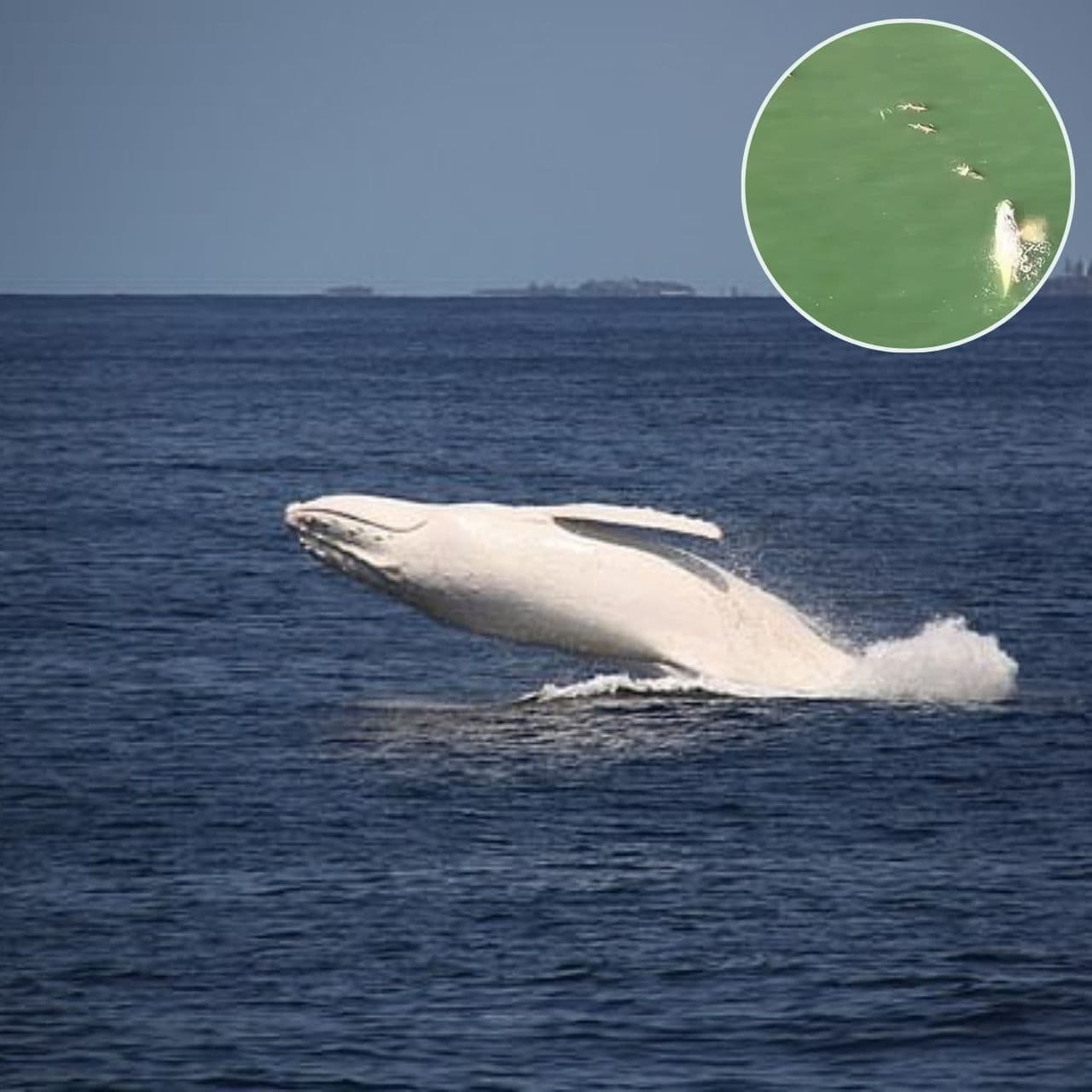 [Video} Incredible Sighting: Rare White Humpback Whale Spotted in ...