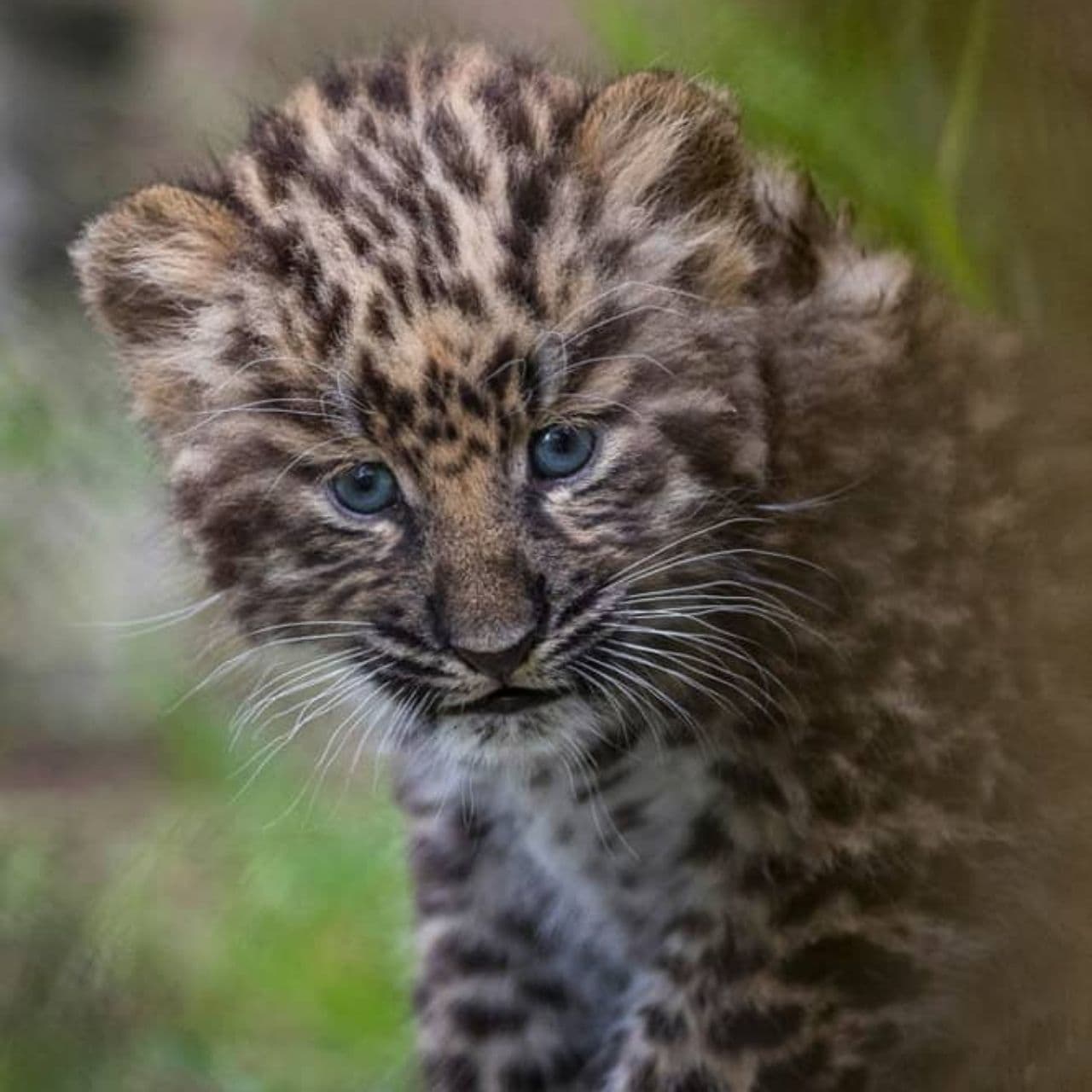 New Life Brings Hope: Endangered Amur Leopard Welcomes Cub at Santa ...