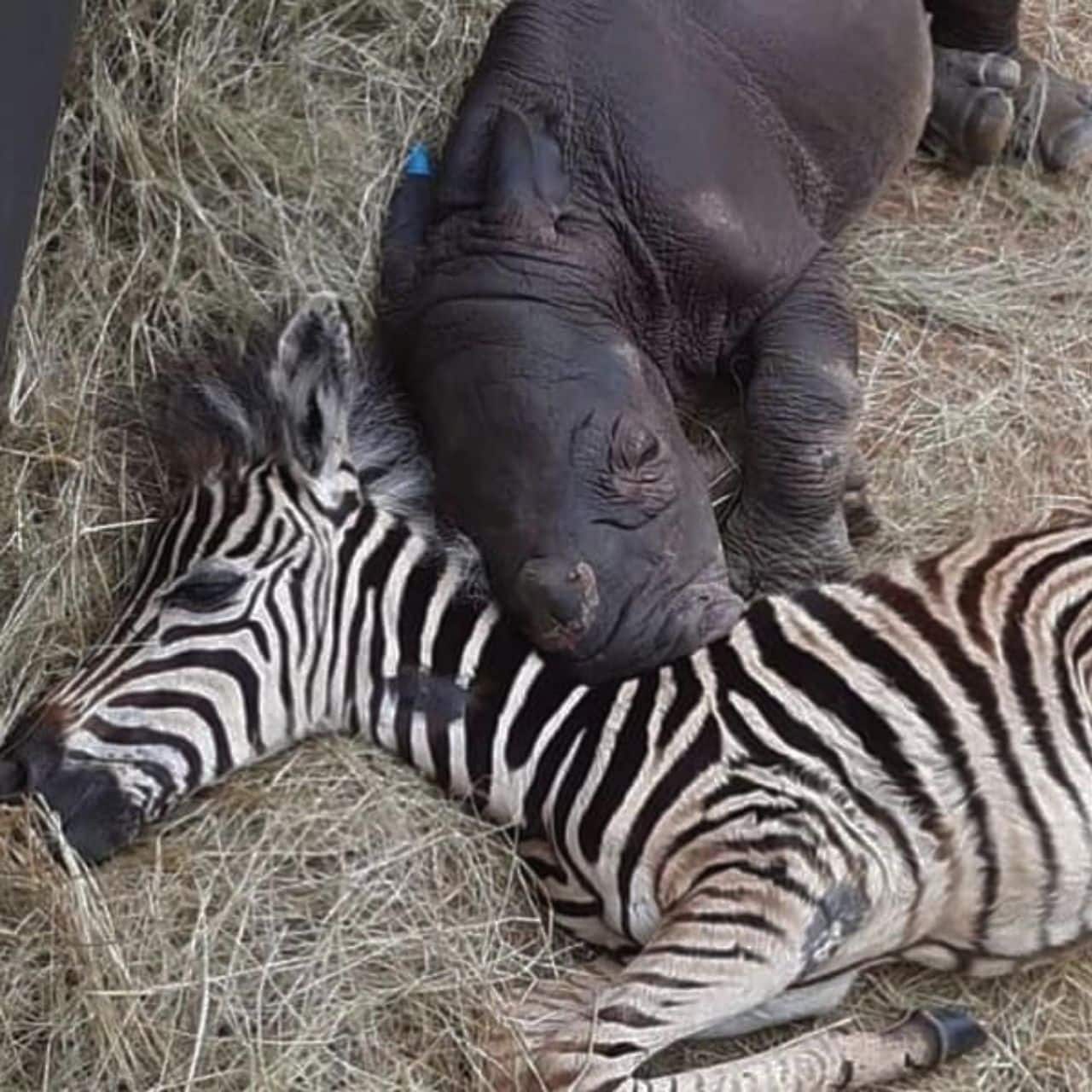 [Video] Unlikely Friends: A Heartwarming Tale of a Rhino and Zebra Bond