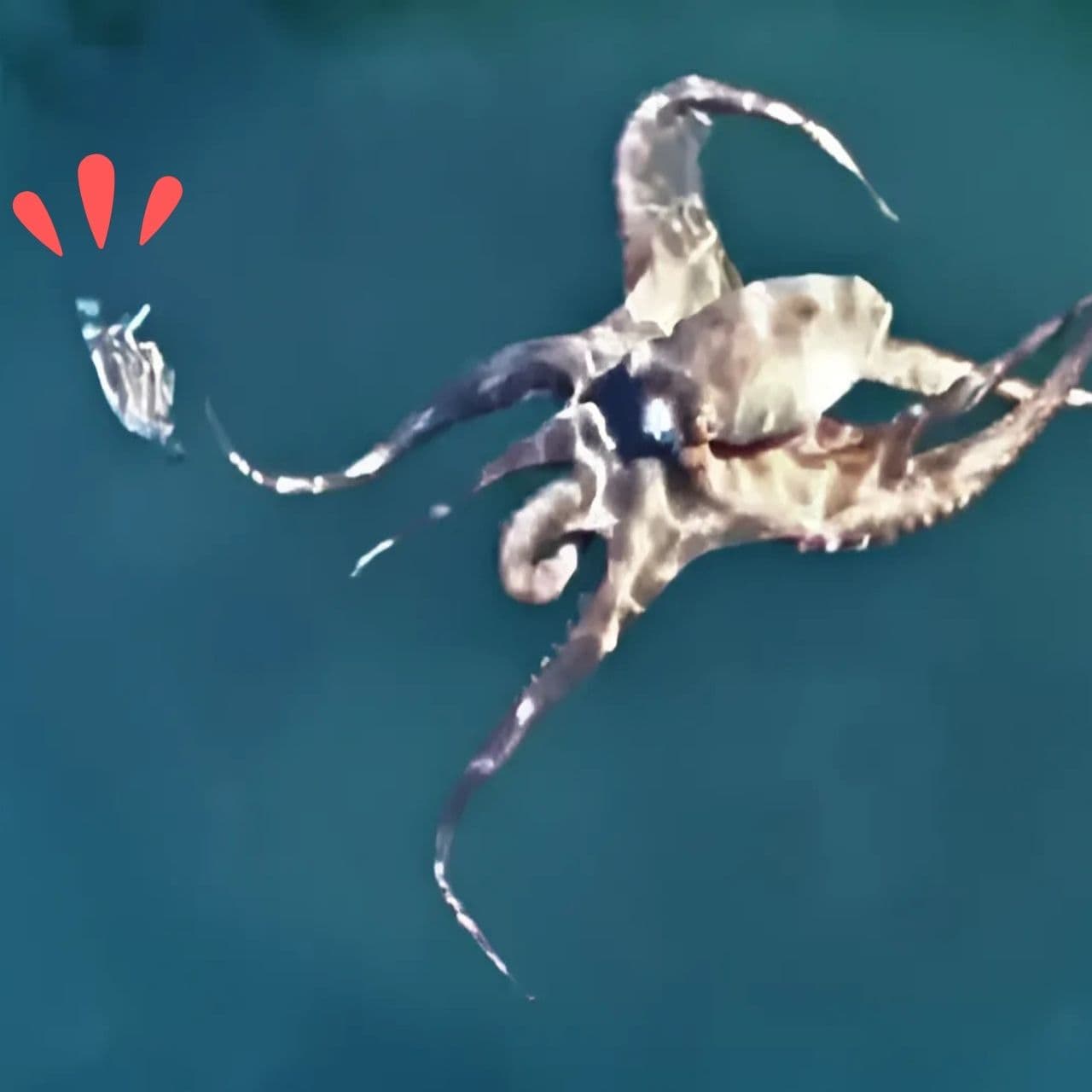 [Video] Incredible Underwater Showdown: Crab vs. Octopus