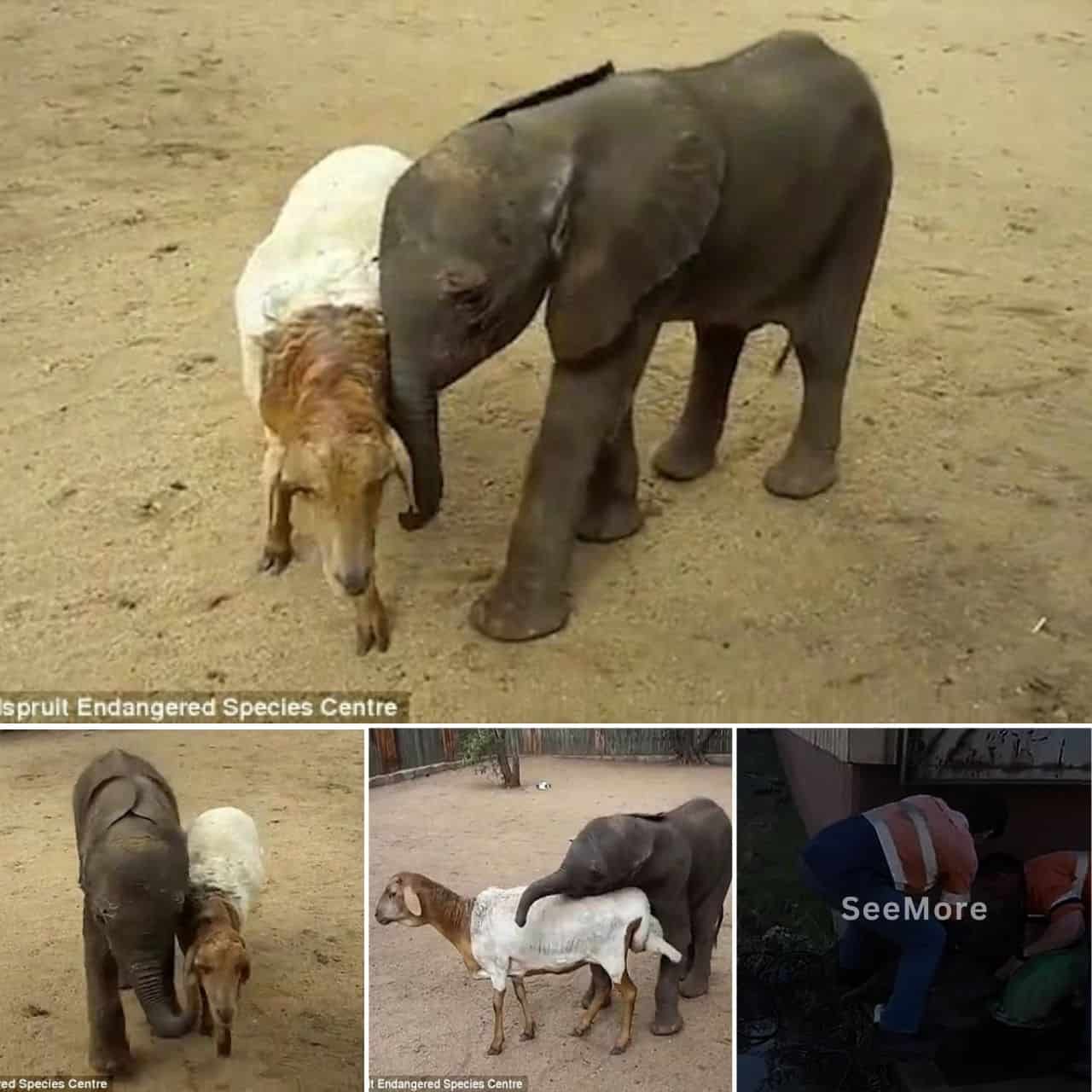 [Video] Unexpected Friendships: A Baby Elephant and Its Sheep Family
