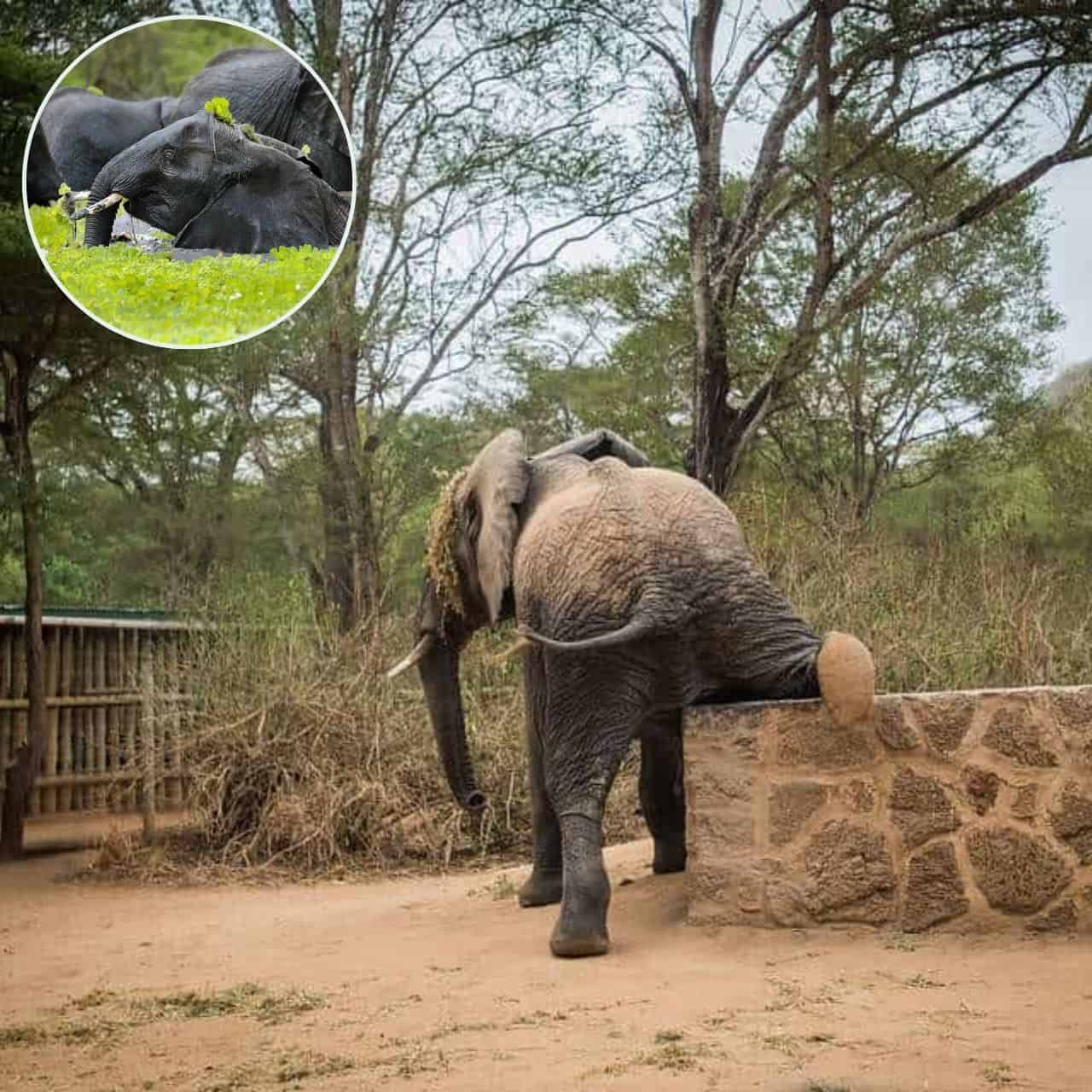 Discover the Hidden Sanctuary of Kibwezi Forest