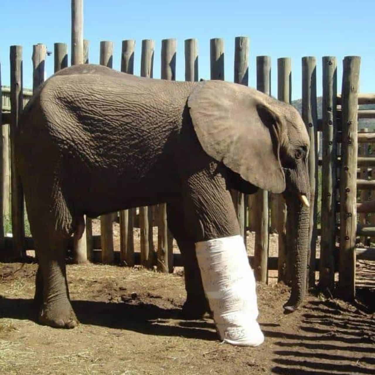 [Video] Heartwarming Rescue: The Journey of Freeing an Elephant