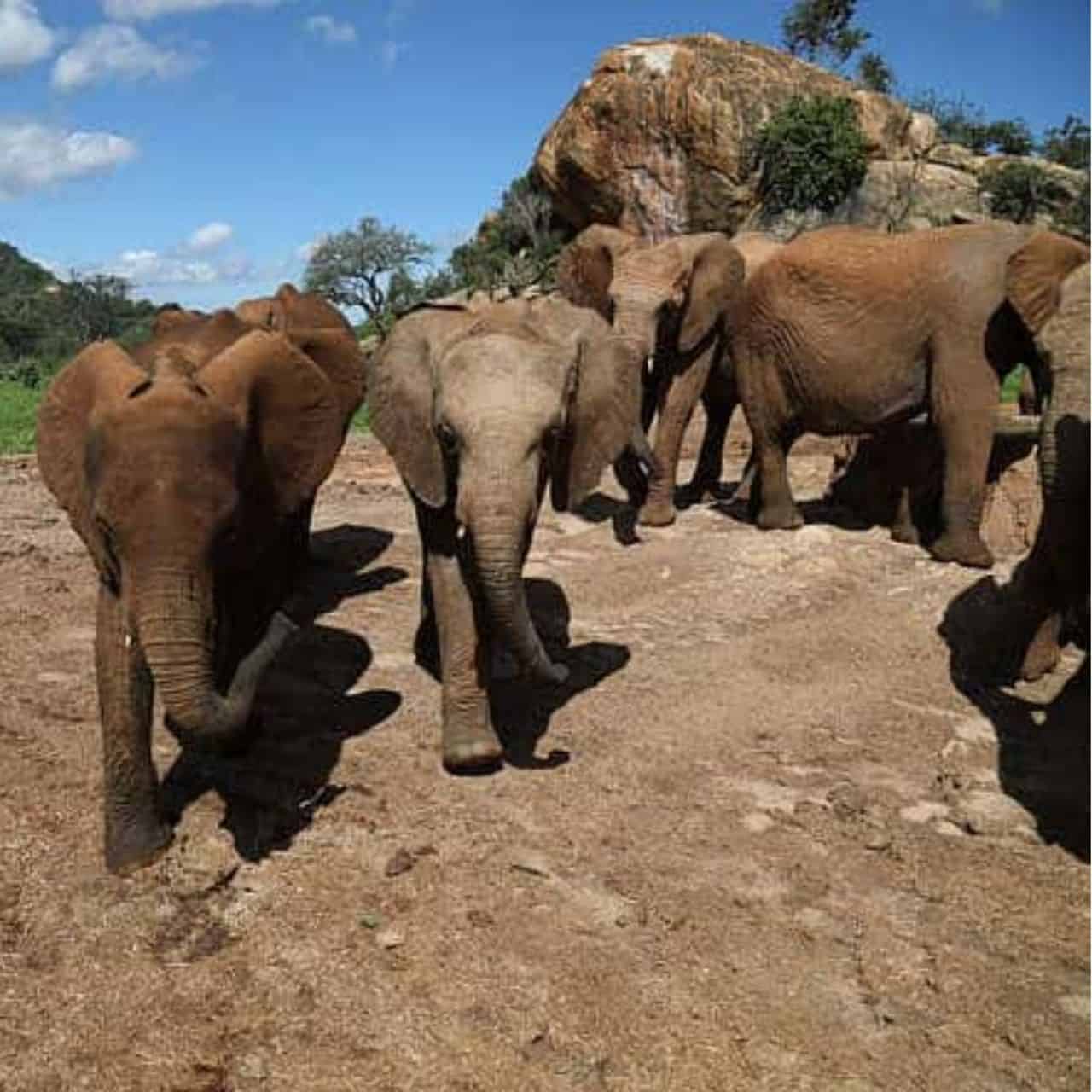 Elephants Embrace New Beginnings at Ithumba Reintegration Unit