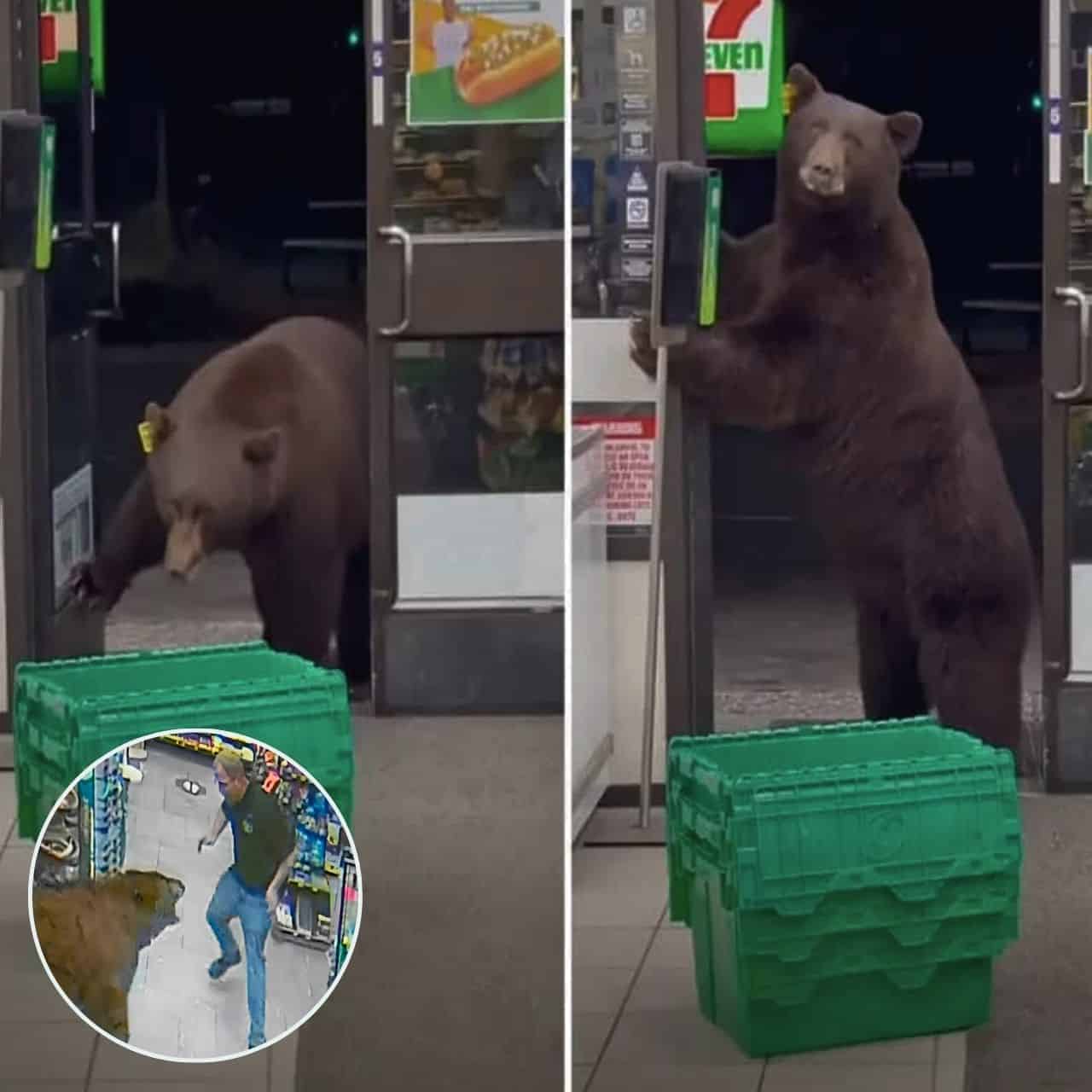 [Video] Grizzly Bear Causes Stir at Alaskan Grocery Store