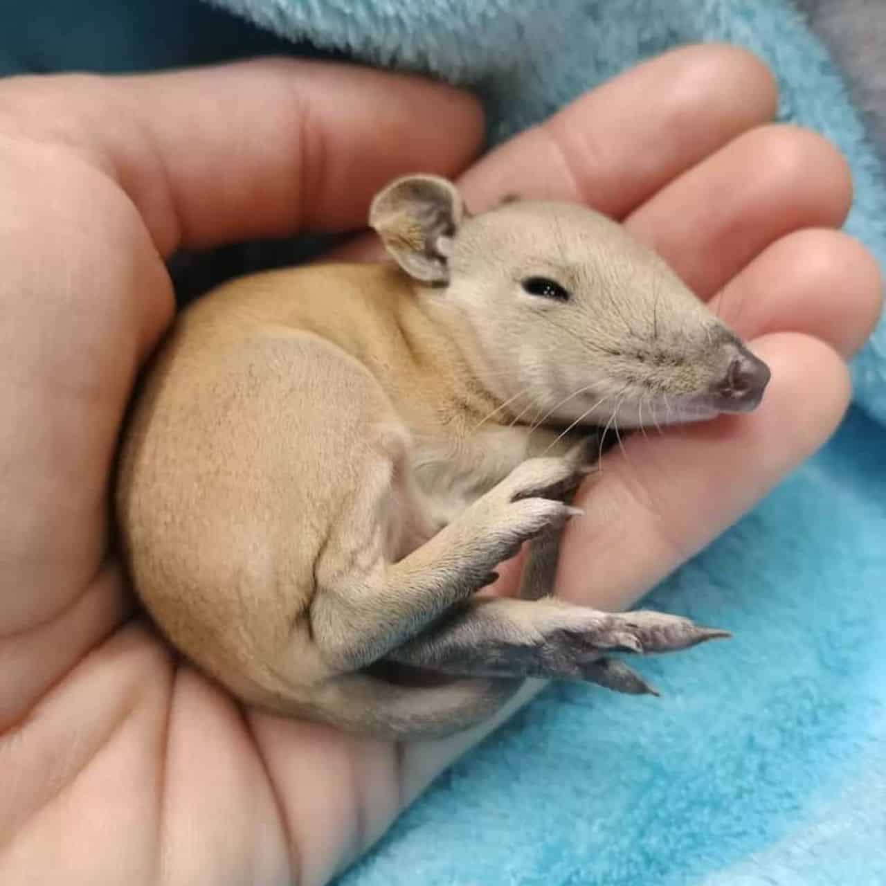 Unexpected Guests: A Heartwarming Encounter with Quenda Babies