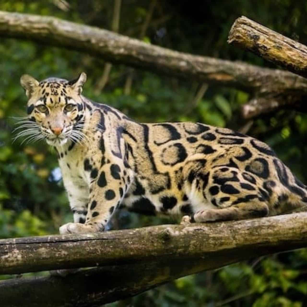 Hope Reignited: Possible Sighting of Taiwan's Elusive Leopard