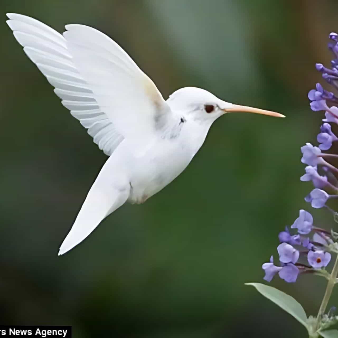 Capturing a Rare Beauty: Marlin Shank's Stunning Hummingbird Photographs