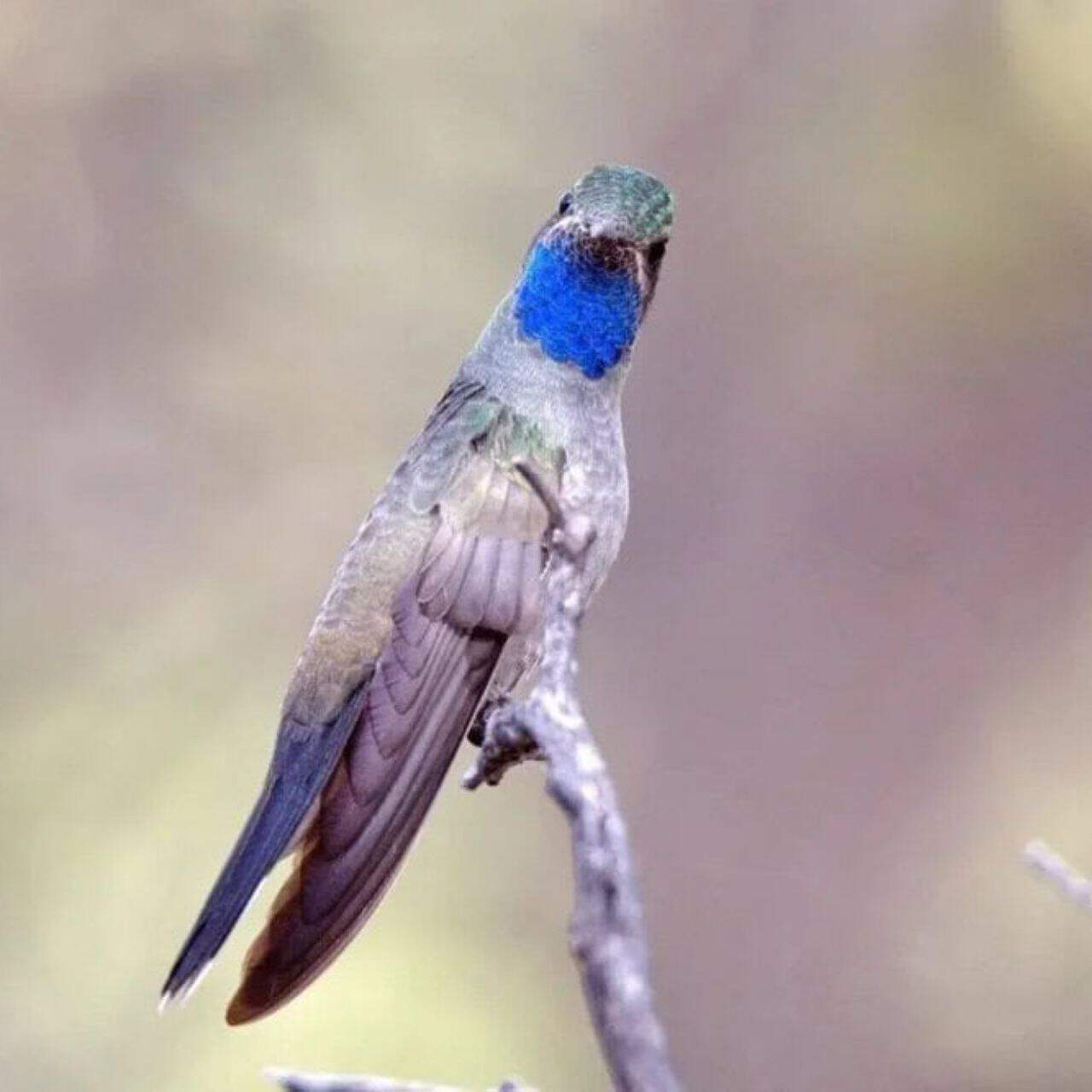 [Video] Discover the Vibrant Blue-Throated Hummingbird of the Tropics