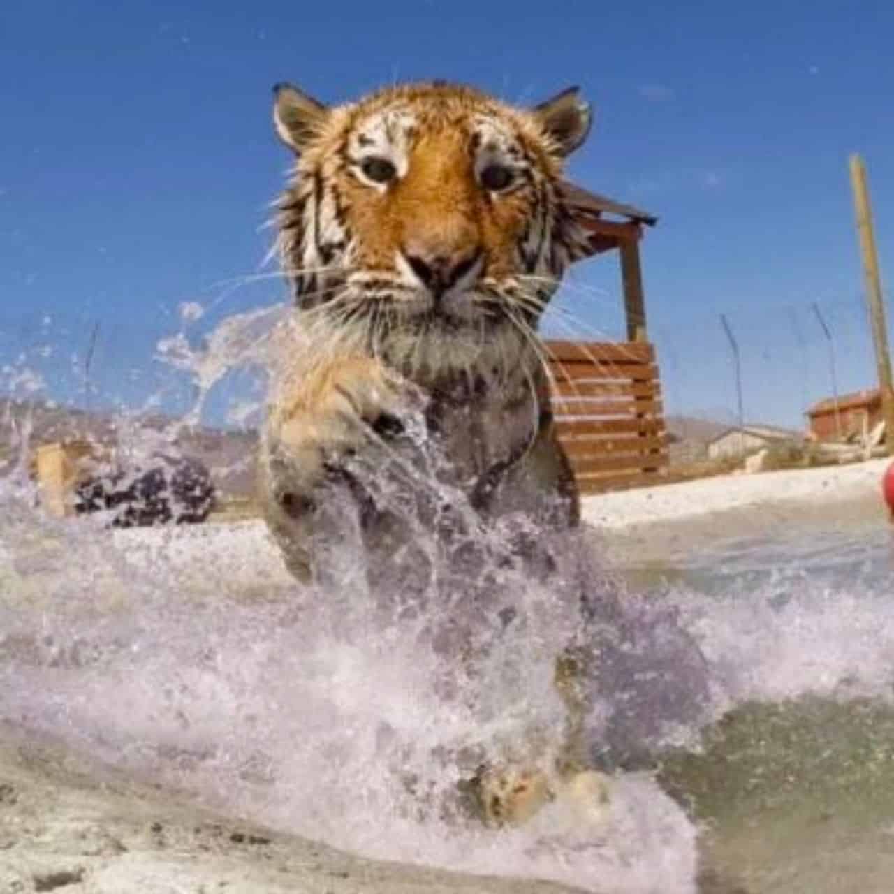 Rescued Tigers Take Their First Dive into Freedom