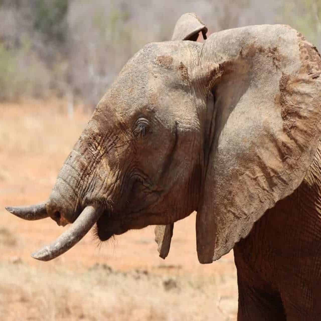 Inspiring Tales of Elephant Resilience in Conservation