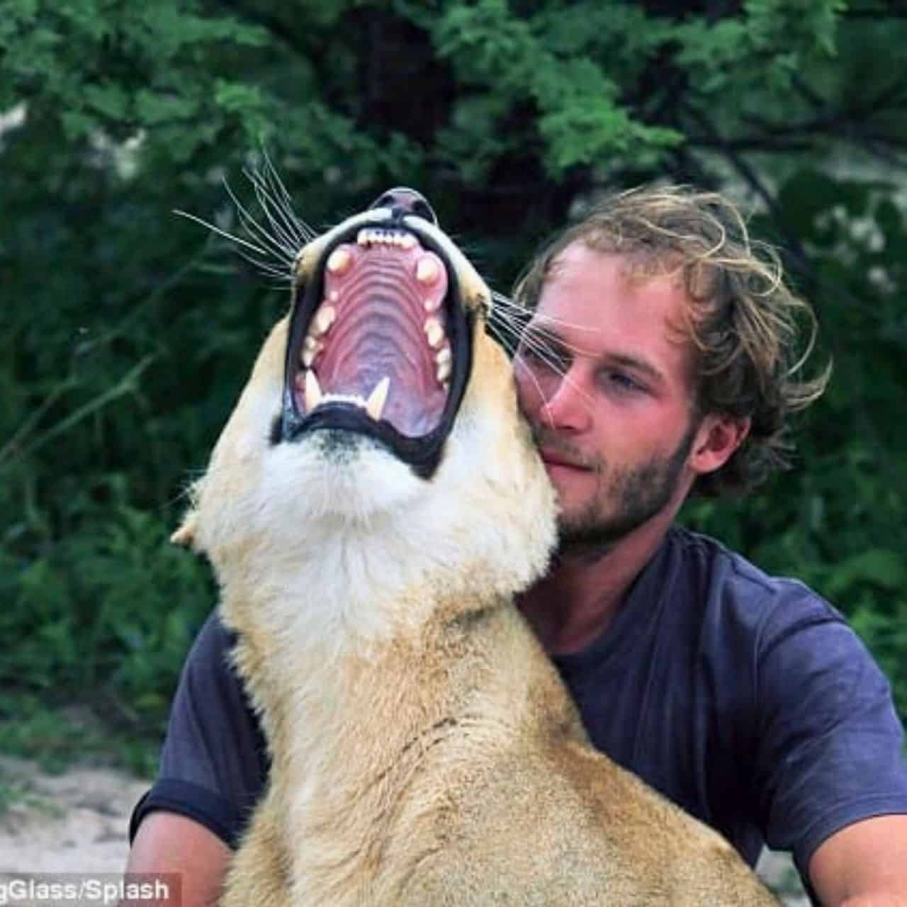 The Heartwarming Bond Between a Conservationist and a Lioness in the ...