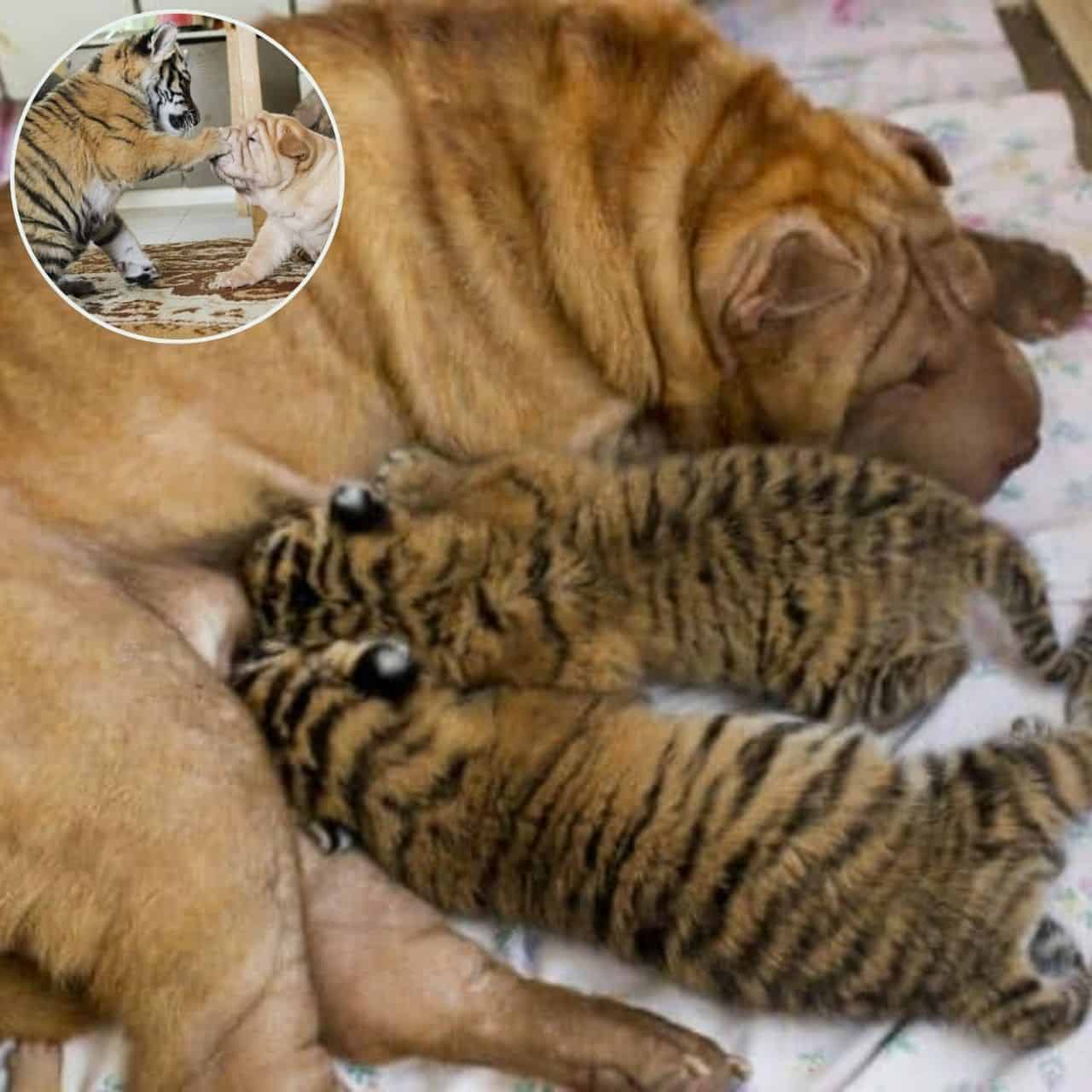 A Heartwarming Tale of Unlikely Parenthood in Sochi