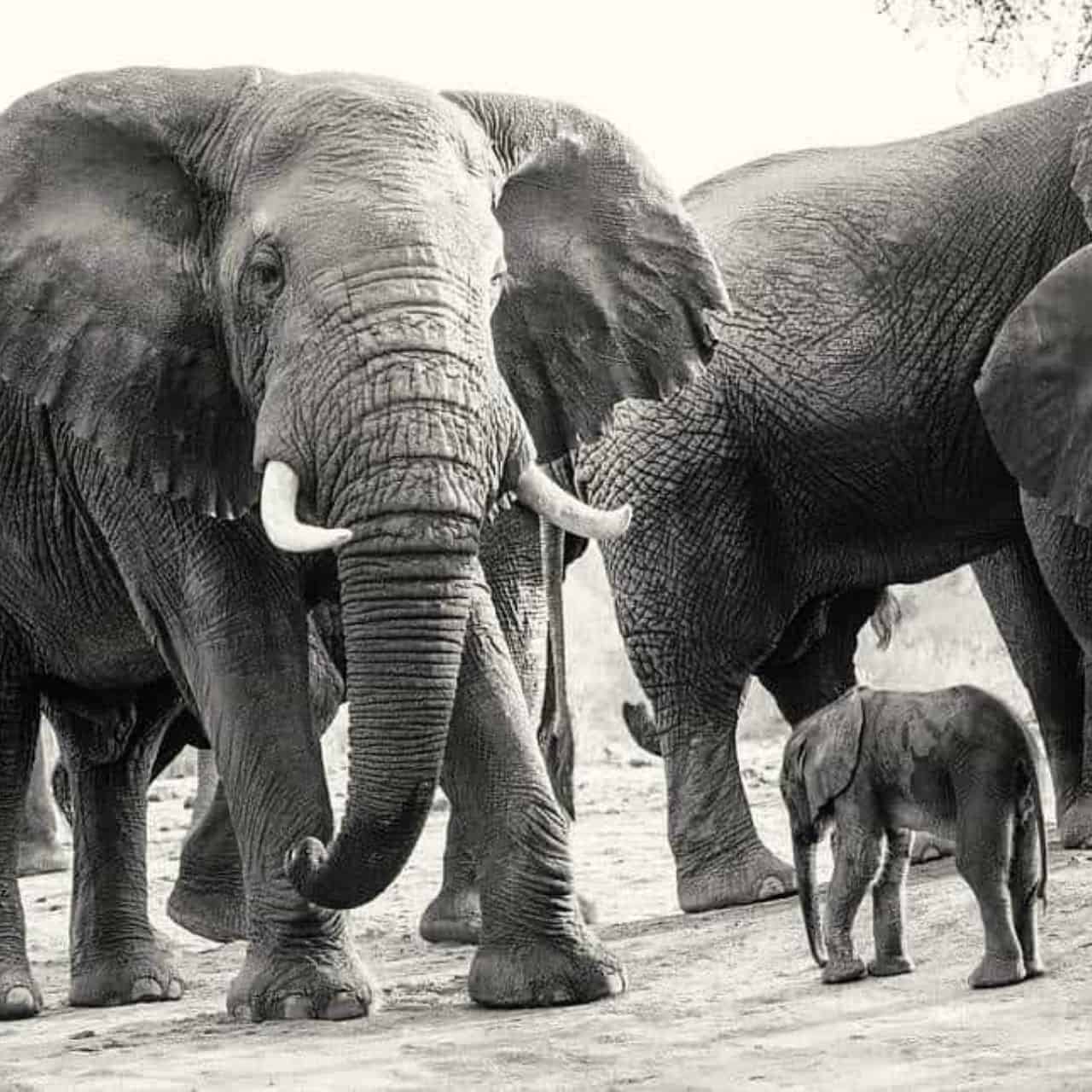 Guardians of the Wilderness: Aerial Protectors in Action