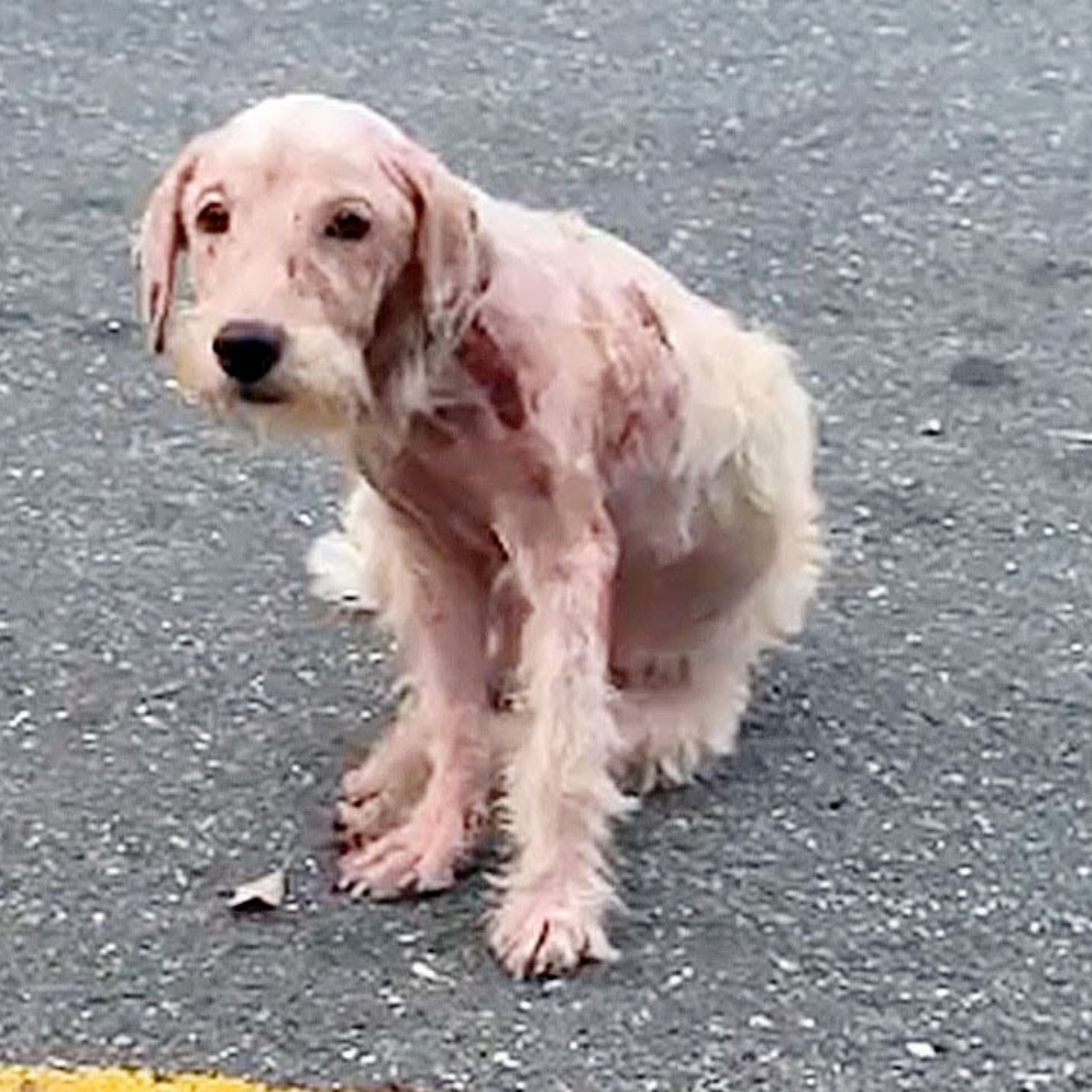 From Stray to Safe—How One Act of Kindness Changed a Dog’s Life