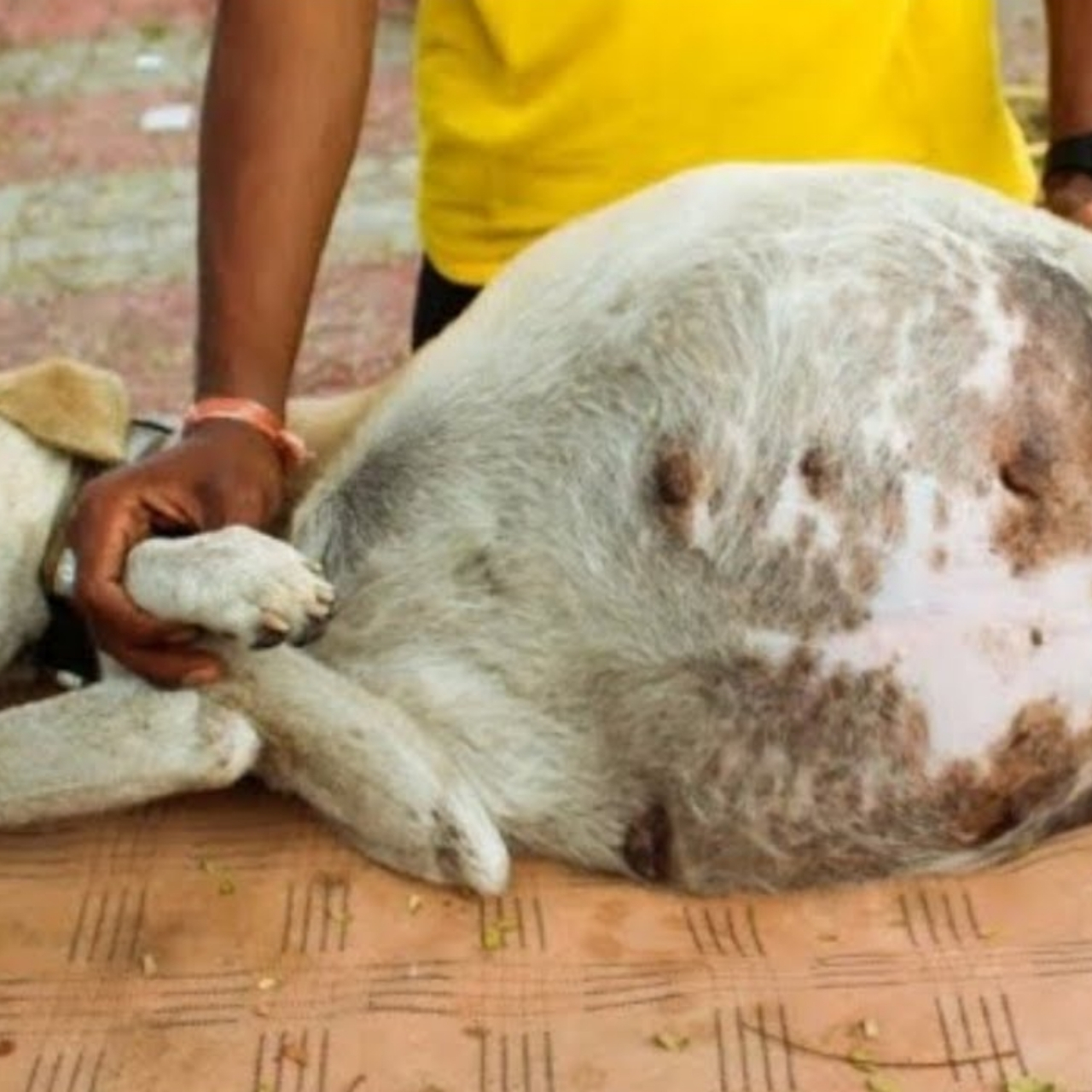 Swollen and Suffering: Dog's Miraculous Recovery After Life-Saving Rescue