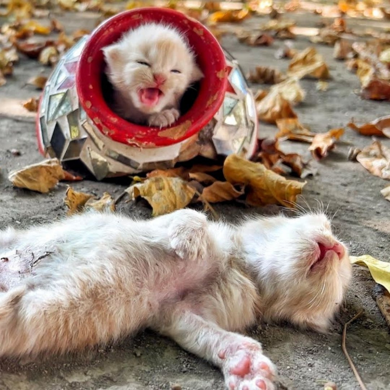 Trapped and Afraid: A Kitten’s Desperate Cry for Rescue