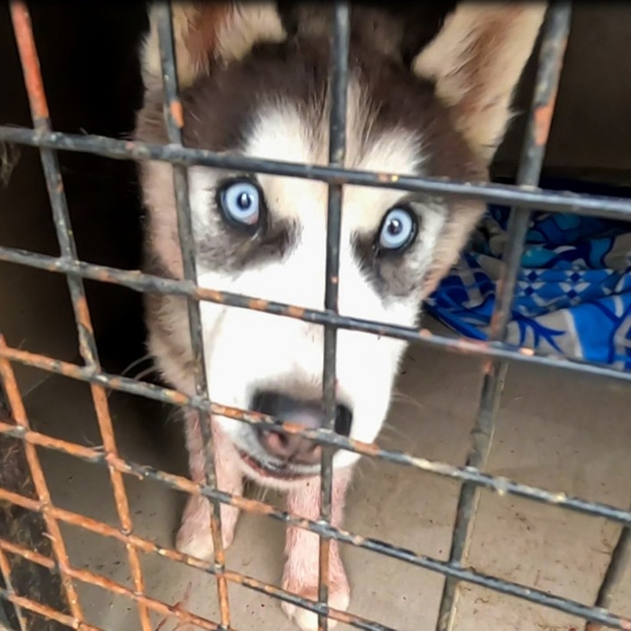 A Husky’s Sudden Change Reveals a Deadly Truth