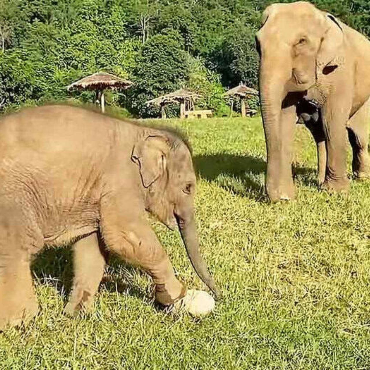 The Heartwarming Journey of Young Pyi Mai at Elephant Nature Park