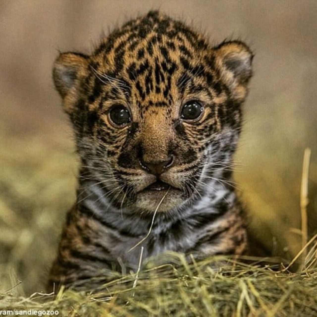 Meet the Adorable New Jaguar Cub at San Diego Zoo!