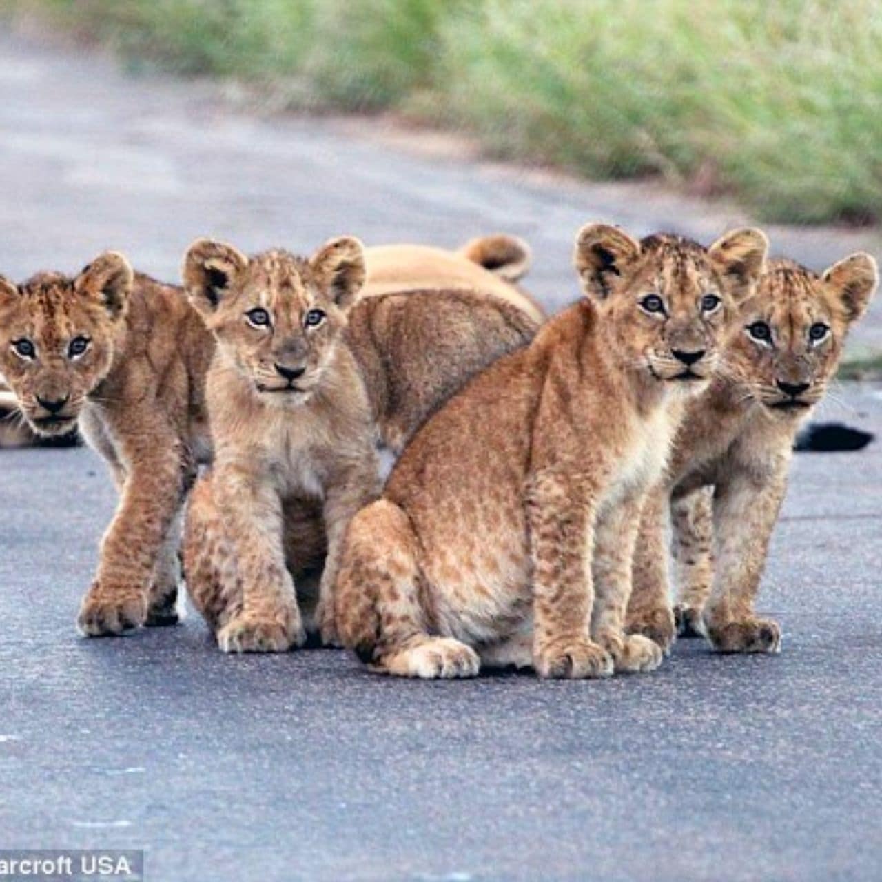 Adorable Lion Cubs Bring Traffic to a Standstill in South Africa