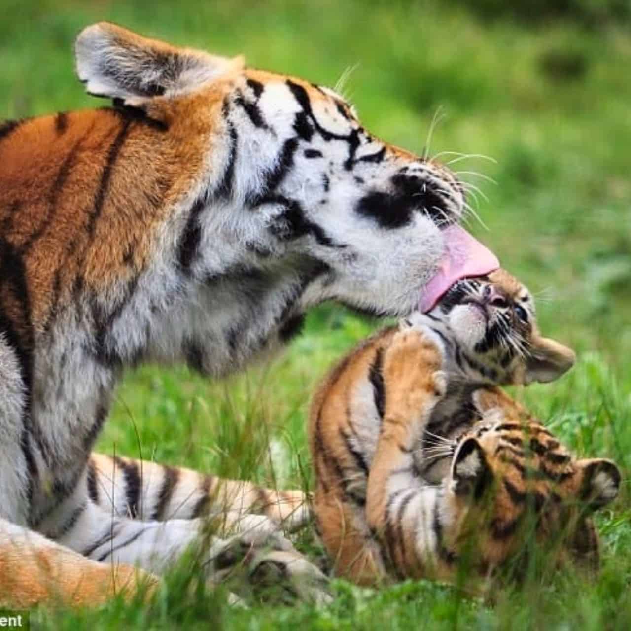 Heartwarming Moments: A Siberian Tiger Mom's Tender Care for Her Cubs