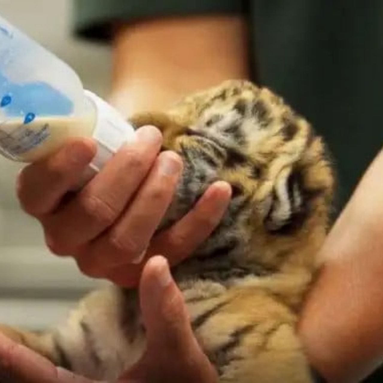 Meet the Adorable Baby Sumatran Tiger Cub: A Journey of Joy