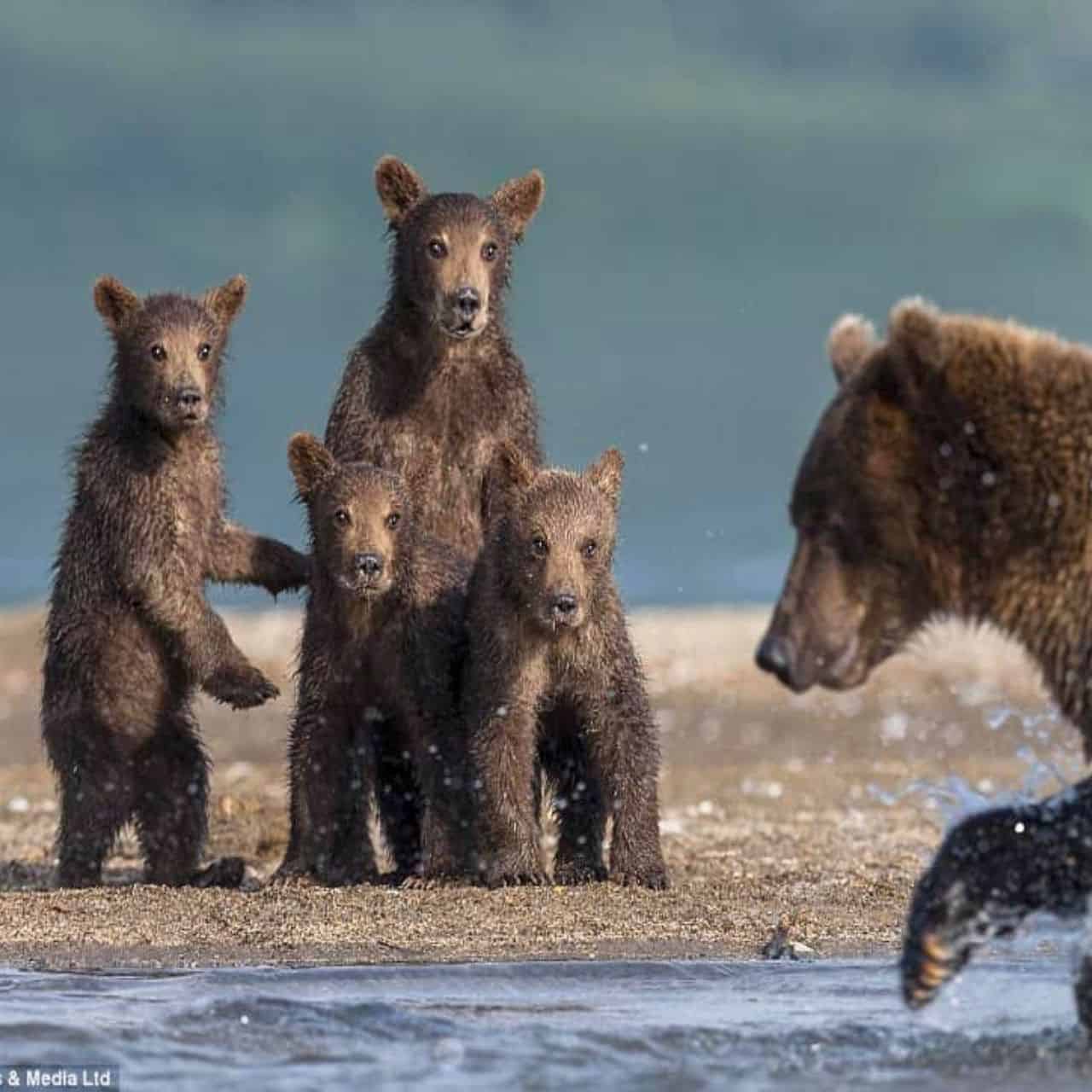 Adorable Bear Cubs Watch Their Mom's Fishing Skills at Kuril Lake