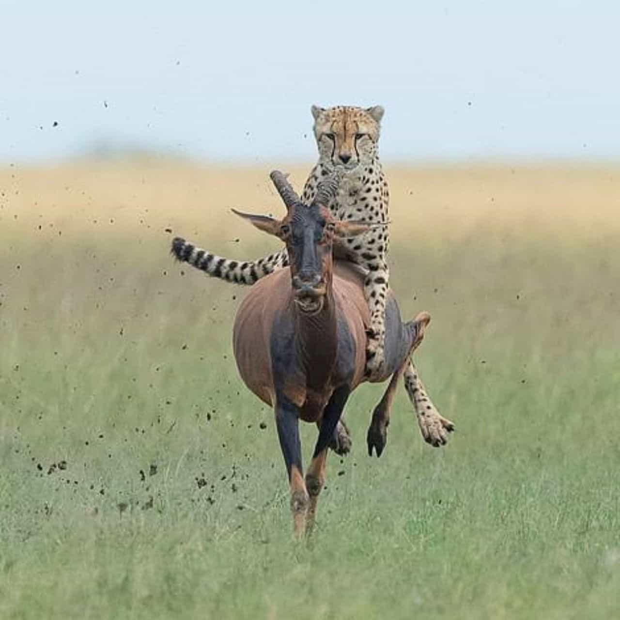 Remarkable Cheetah Hunt Captured in Maasai Mara
