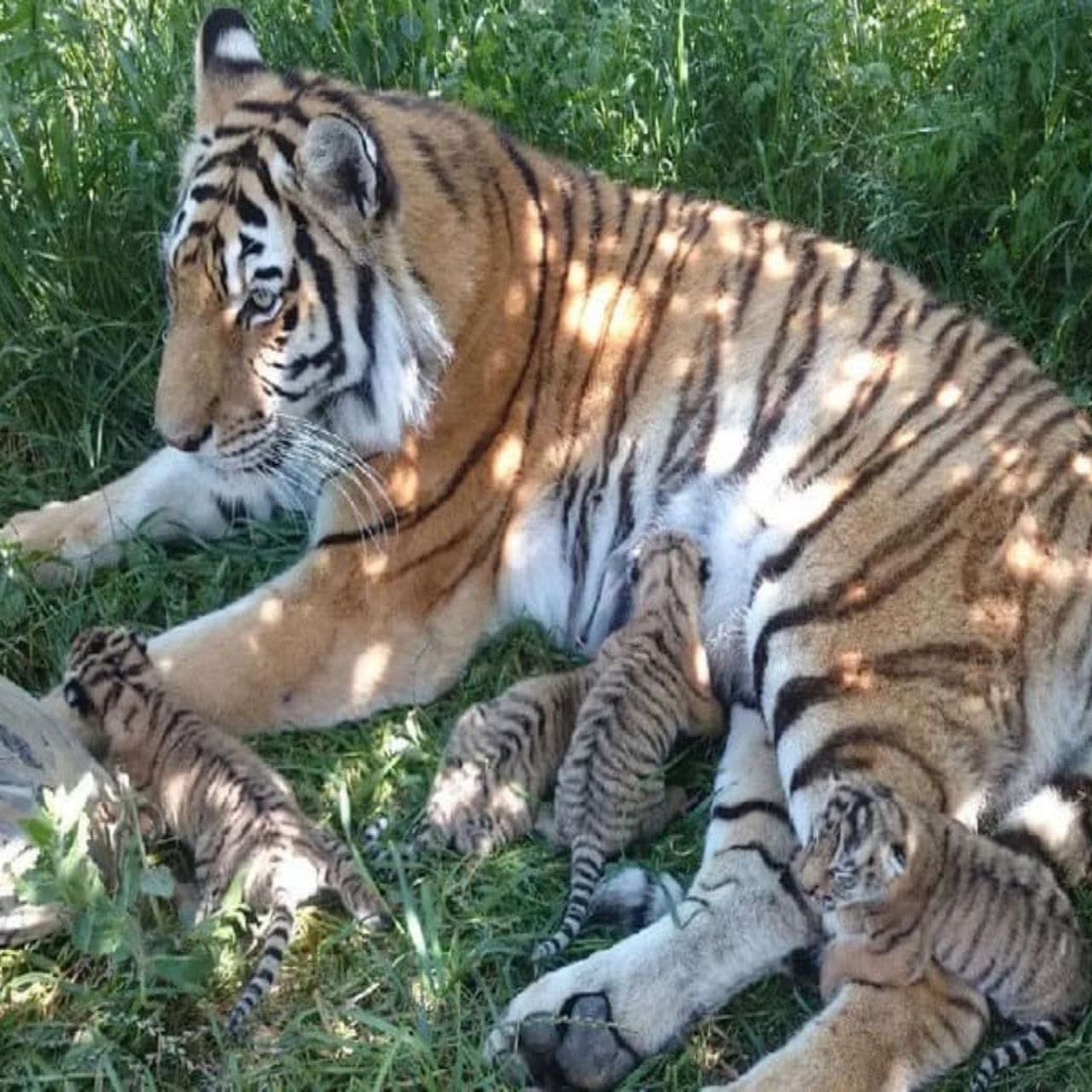 Exciting Birth of Sumatran Tiger Cubs at Auckland and Hamilton Zoos