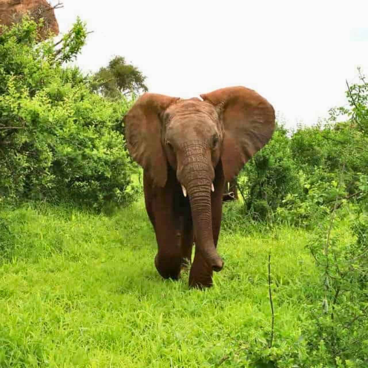 [Video] Elephants Embrace New Beginnings in Ithumba