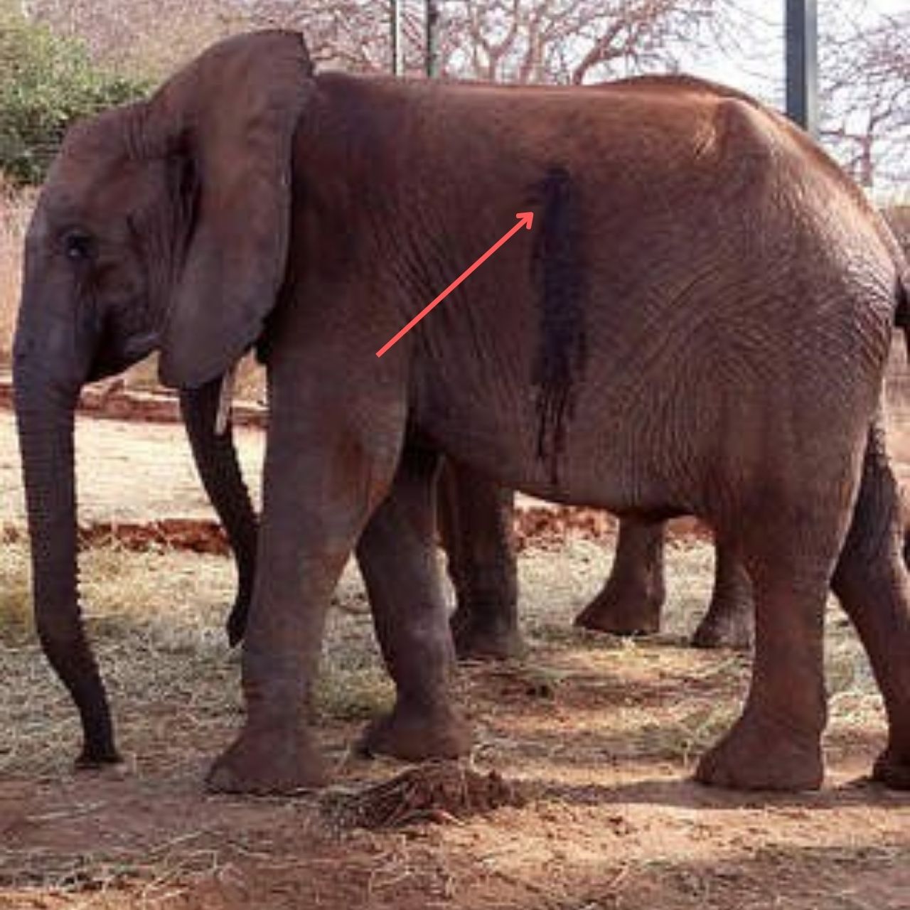 Emergency Response Saves Injured Elephant in Kenya
