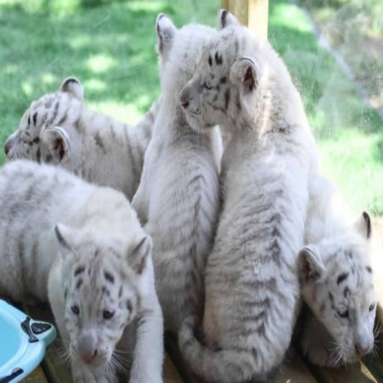 Heartwarming First Steps: Meet the Five Adorable Snow Tiger Cubs!