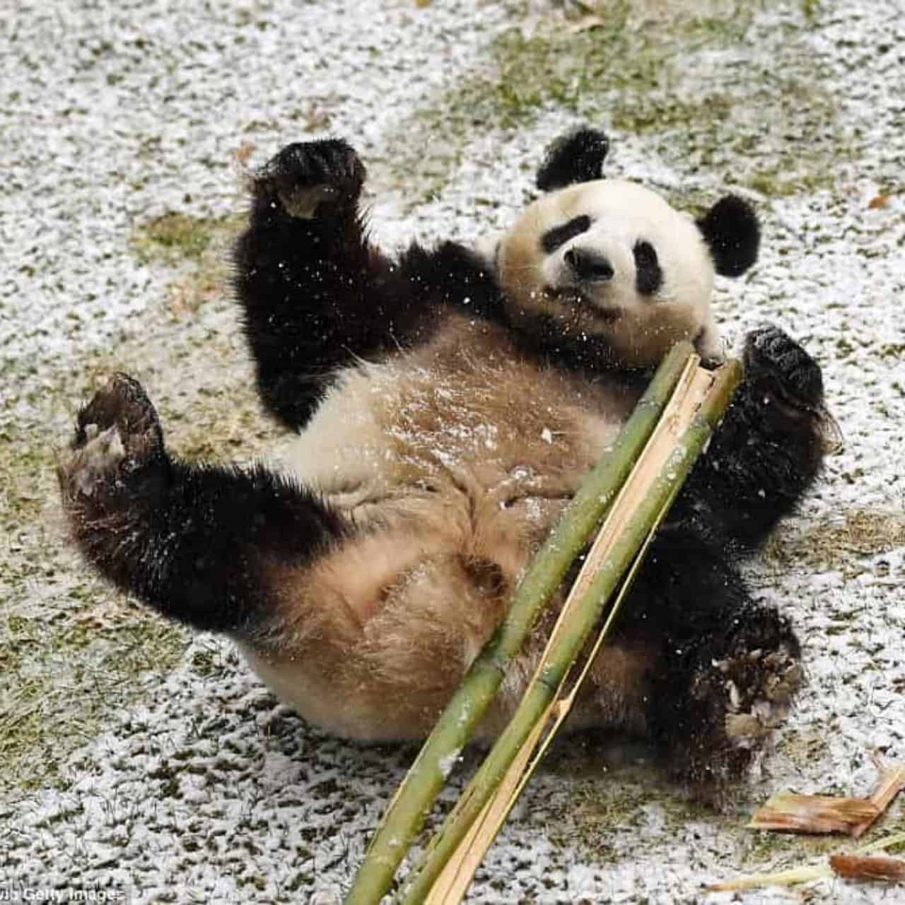 Watch Meng Meng the Panda Play in Snow for the First Time This Year!