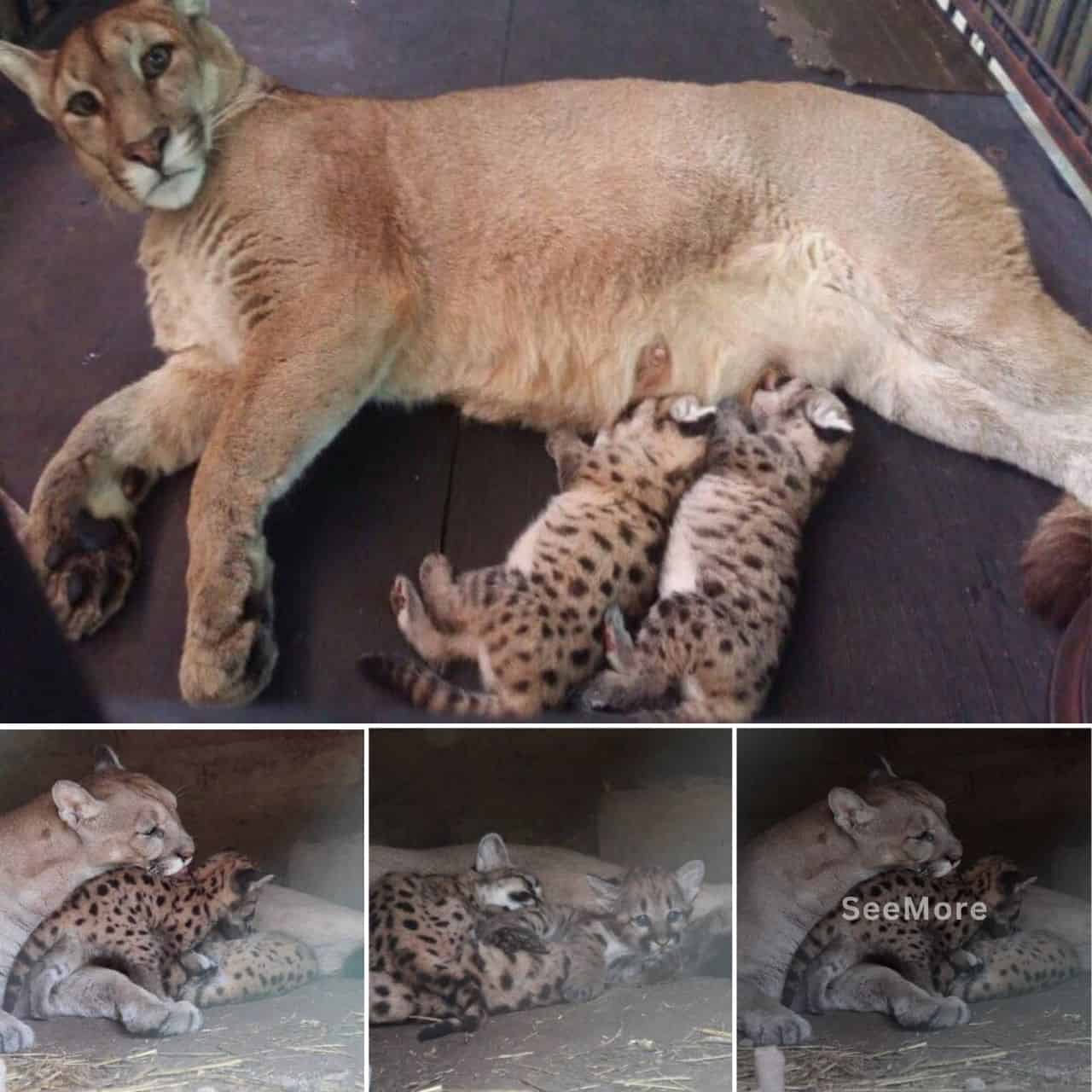 [Video] Meet the Adorable Puma Cubs Making Their Debut at León Zoo!