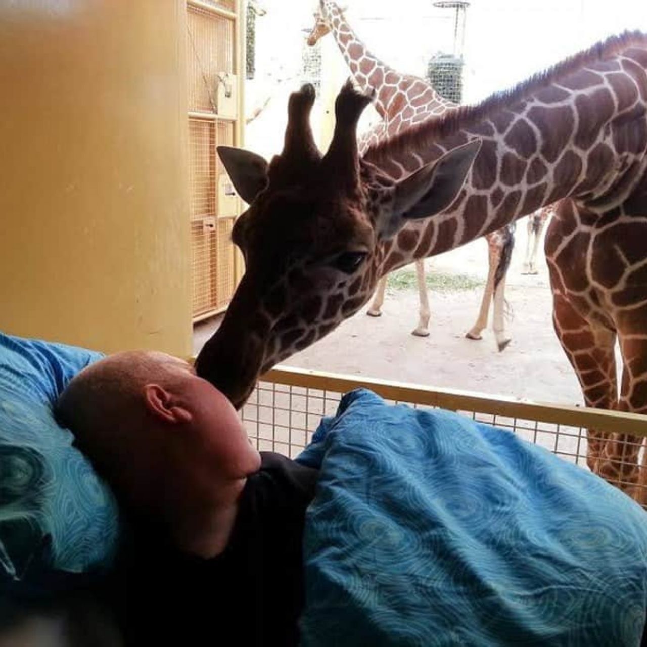 A Heartwarming Goodbye: Giraffe Shares Tender Moment with Beloved Zookeeper