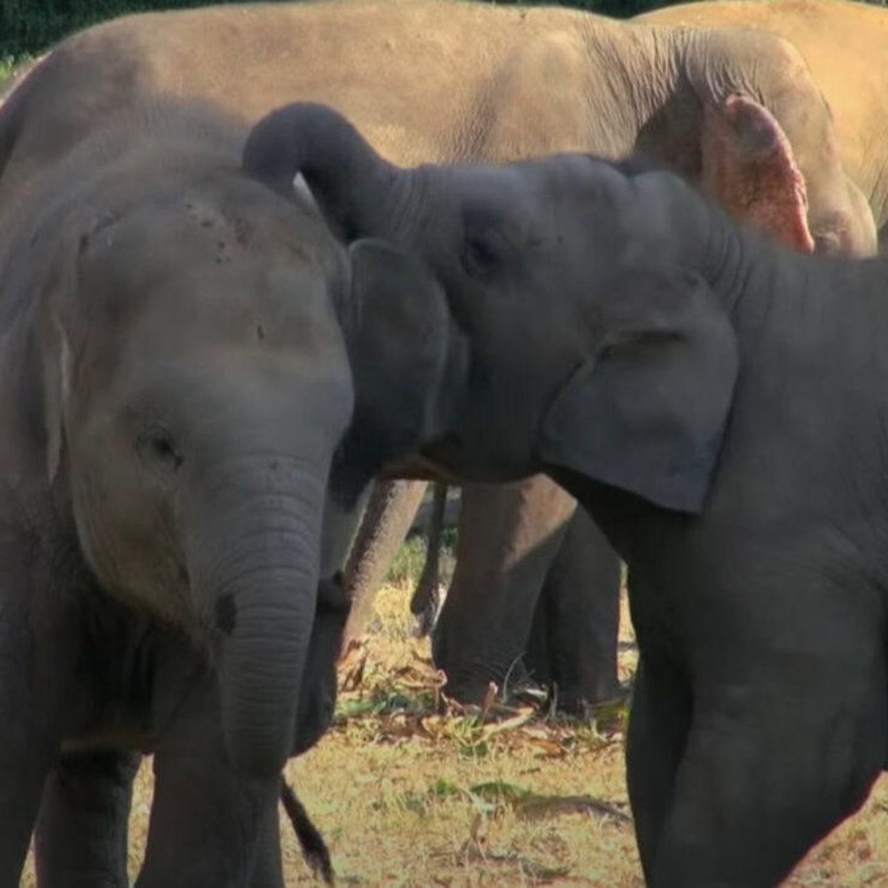 Joyful Moments: Baby Elephants Play Together