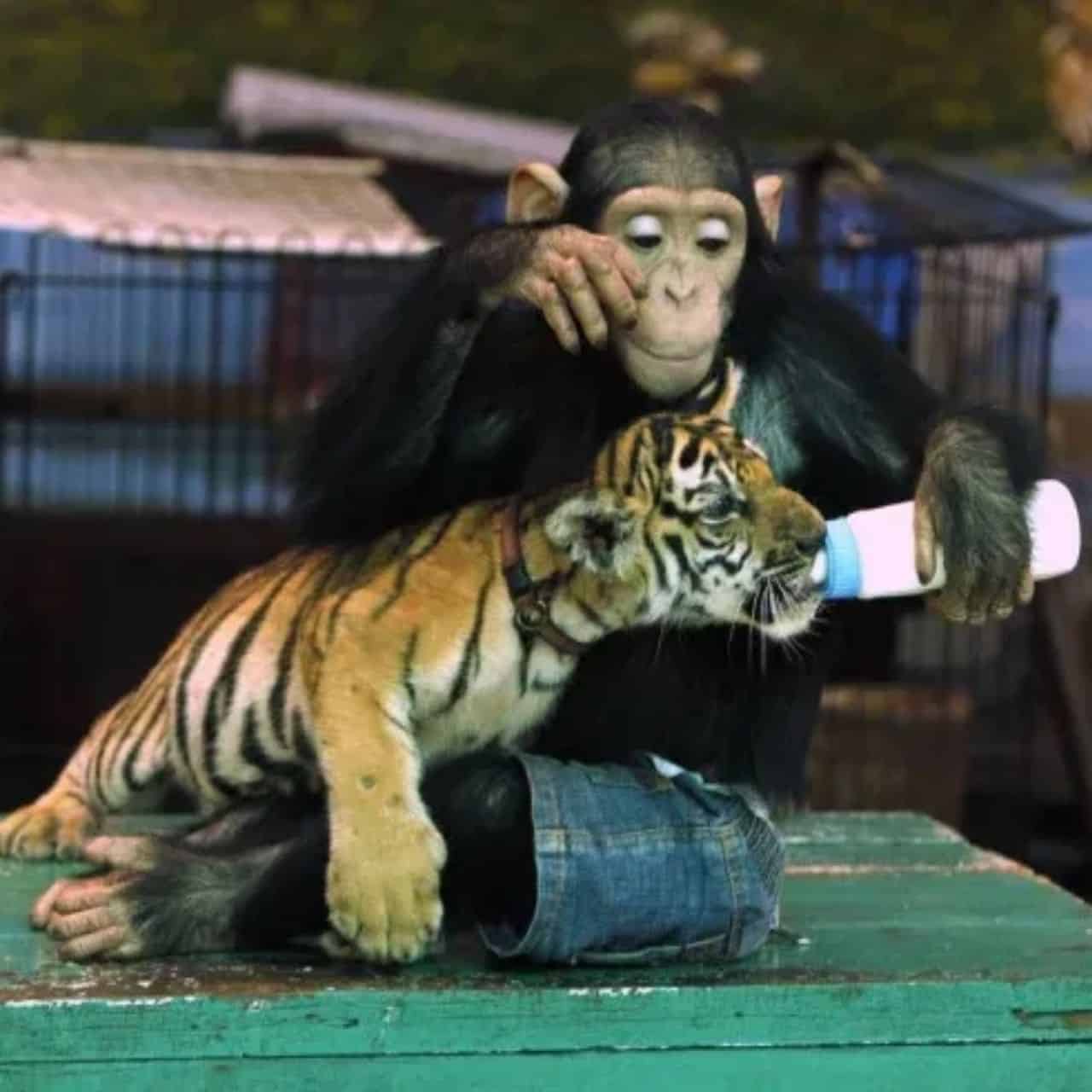 Heartwarming Bond: Chimpanzee Shows Unlikely Maternal Instincts to ...