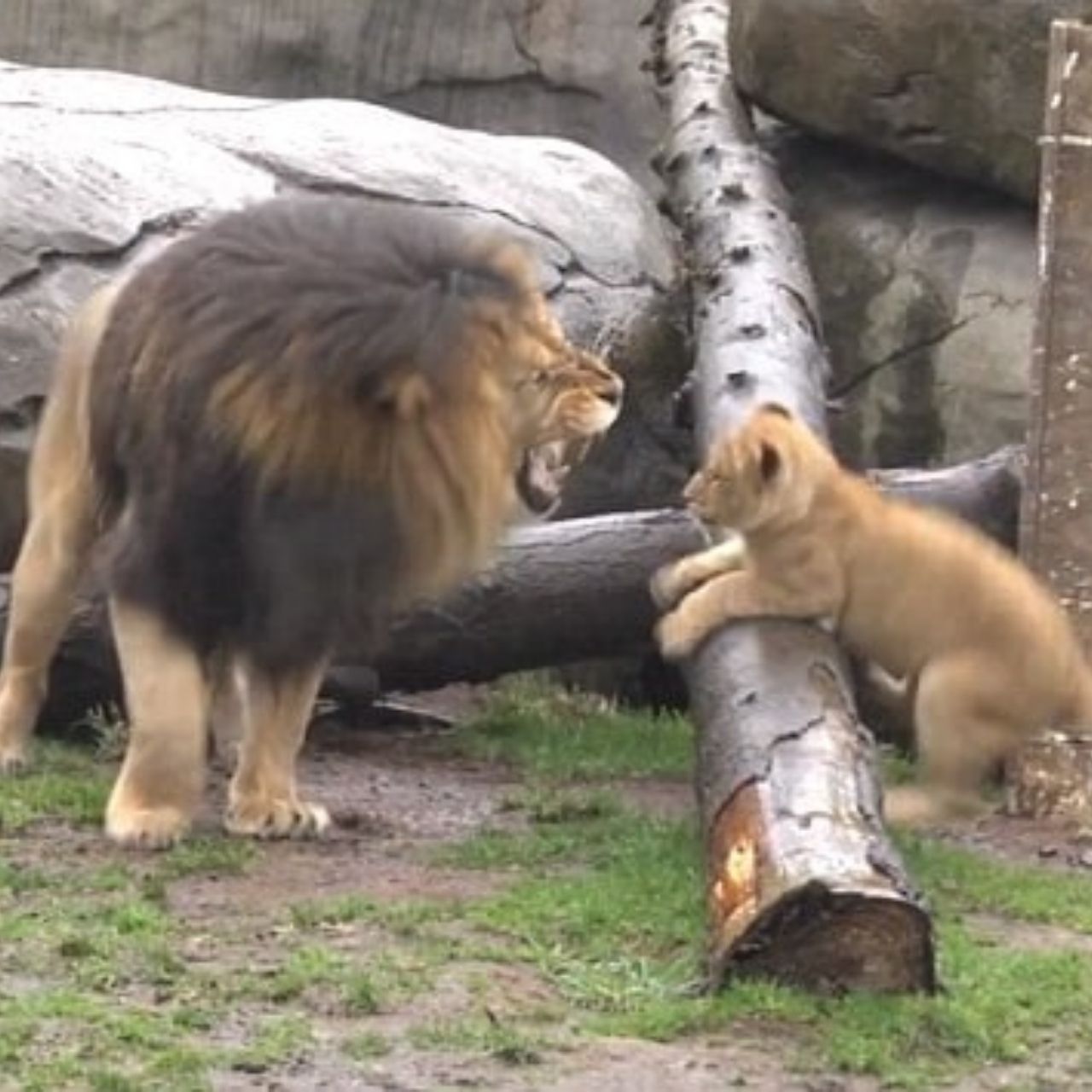 Heartwarming Moments: Adult Lion and His Playful Cub Triplets at Oregon Zoo