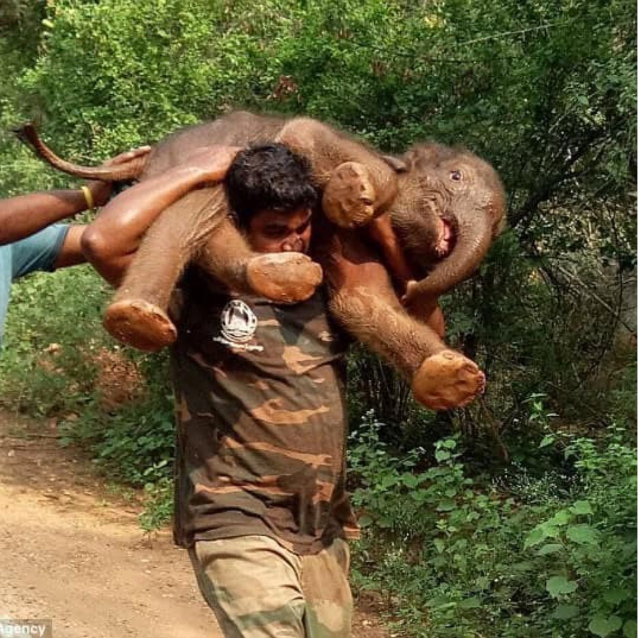 A Heartwarming Rescue: A Stranger's Compassion for an Orphaned Calf